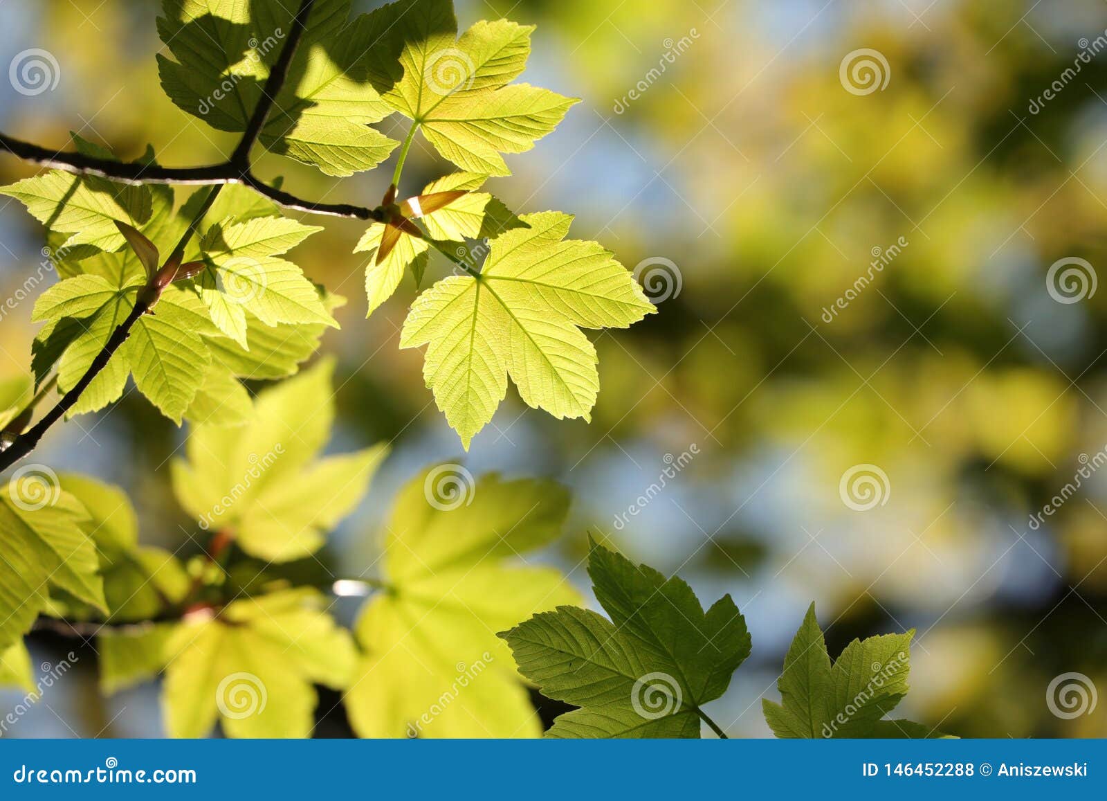 Close Up of Sycamore Spring Maple Leaf in the Forest Backlit by the ...