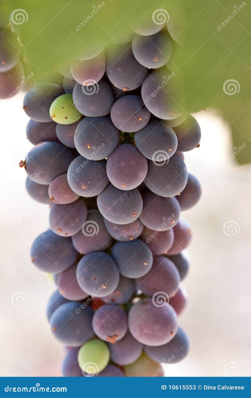 Close up Syrah grapes stock image. Image of close, shiraz - 10615553