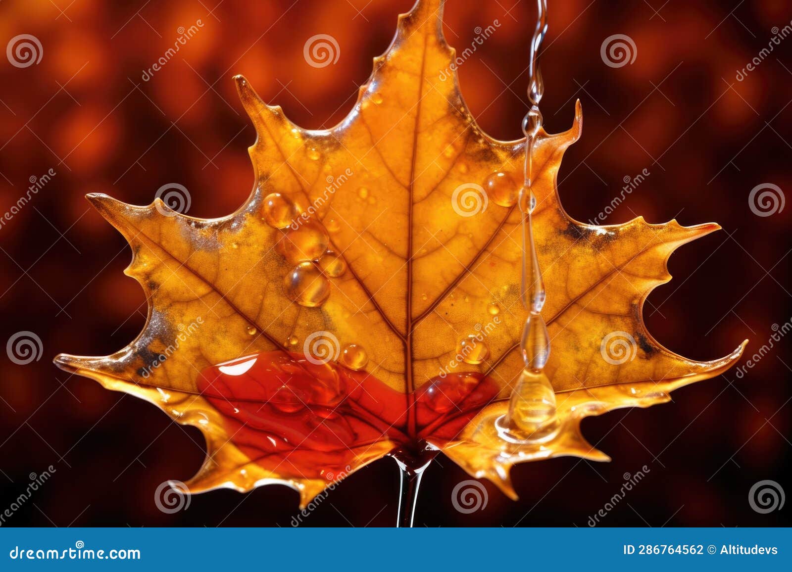Close-up of Syrup Dripping from a Maple Leaf Stock Illustration ...