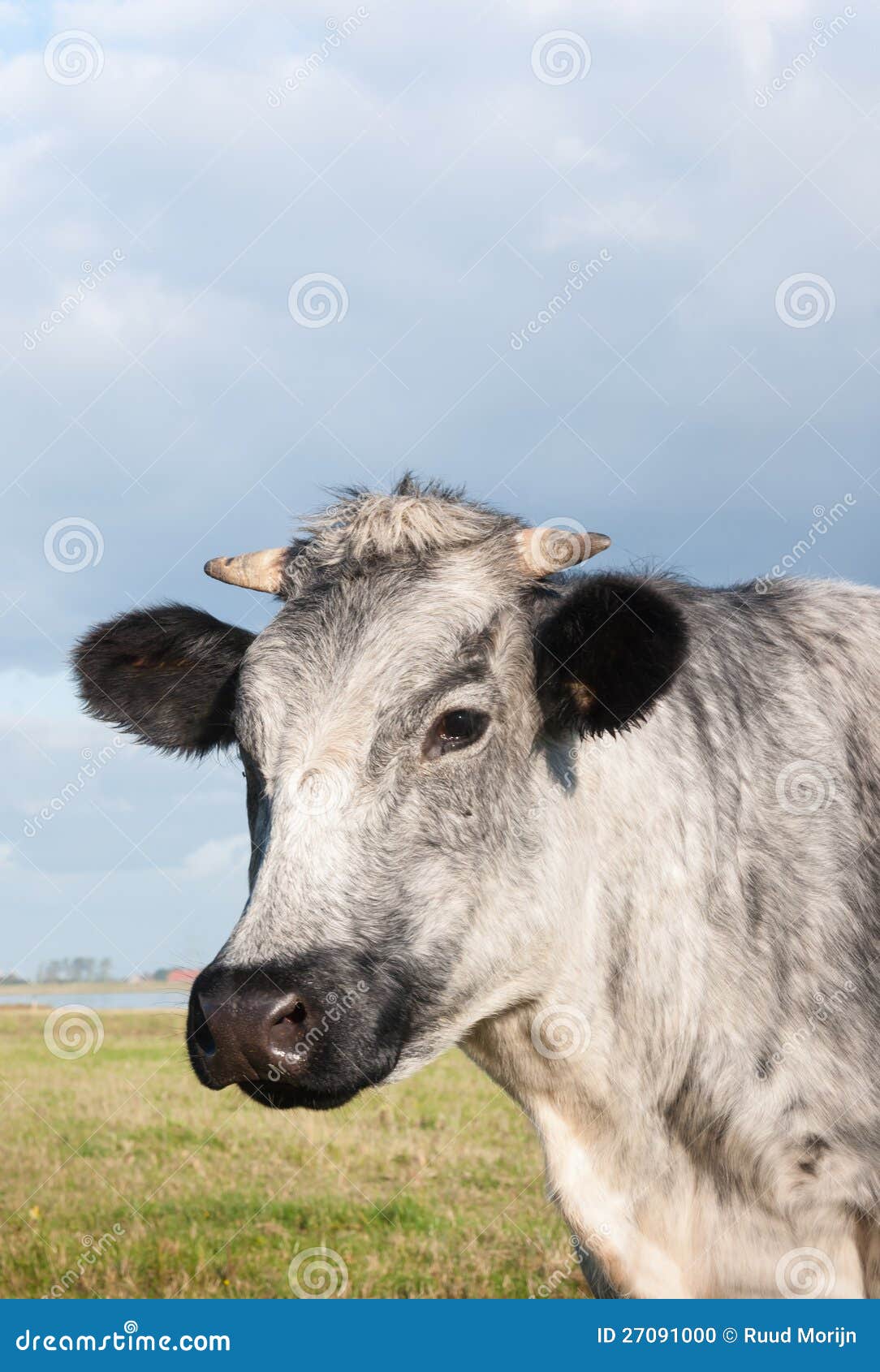 Close-up szara krowa zdjęcie stock. Obraz złożonej z wołowina - 27091000