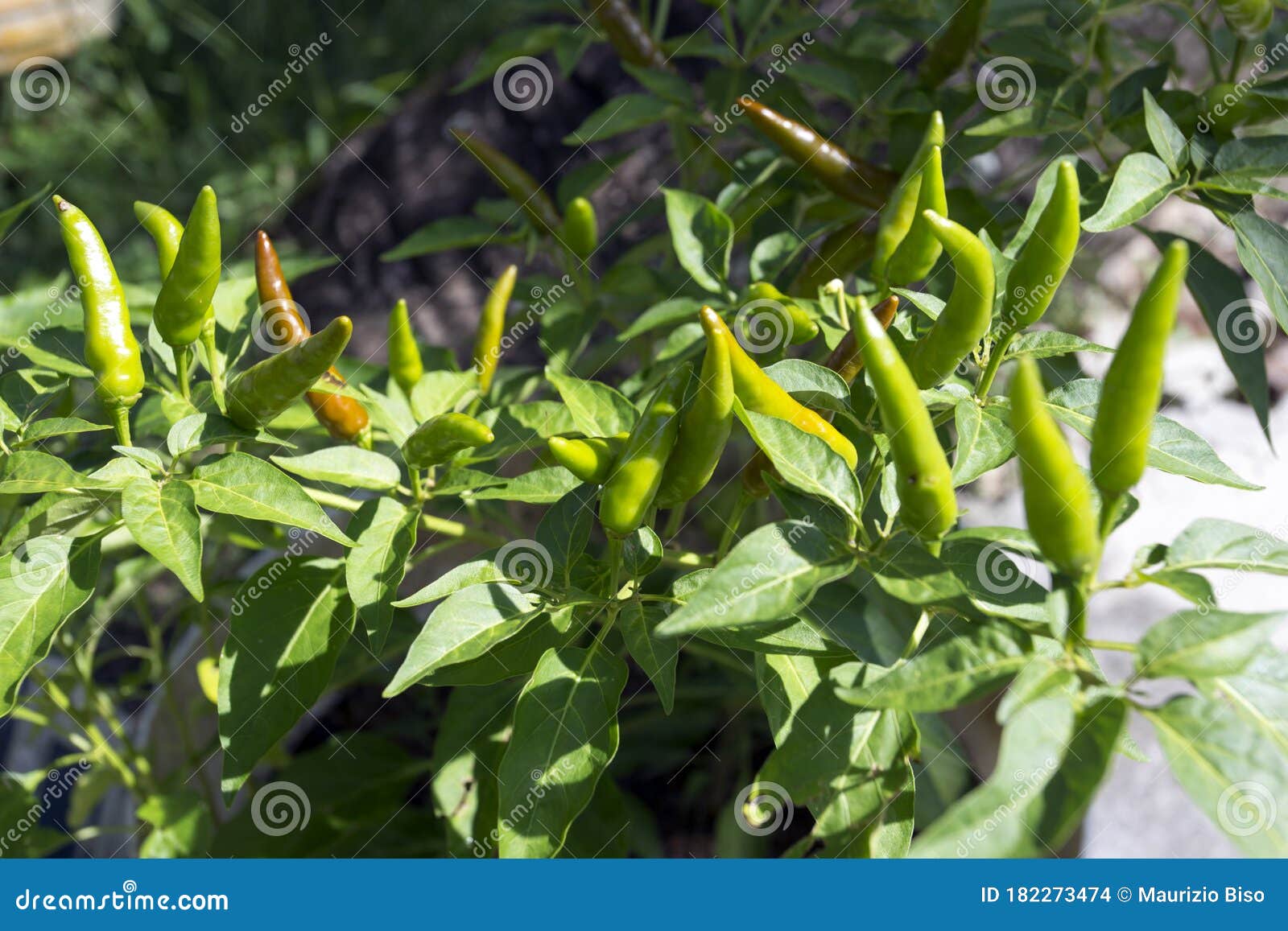 A Close Up of a Tabasco Plant Stock Photo - Image of color, orange ...