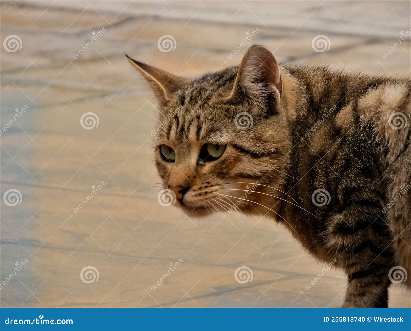 Close up of a tabby cat stock photo. Image of domestic - 255813740