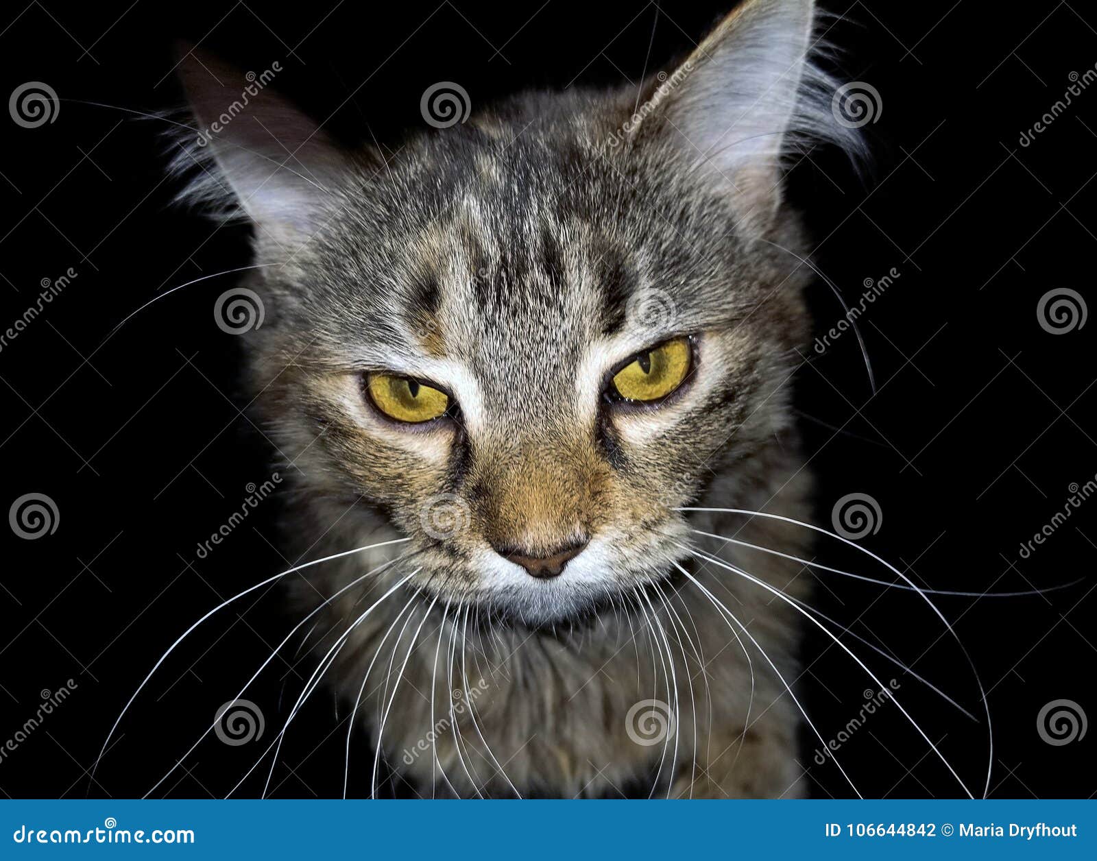 Angry tabby cat on black stock photo. Image of eyes - 106644842