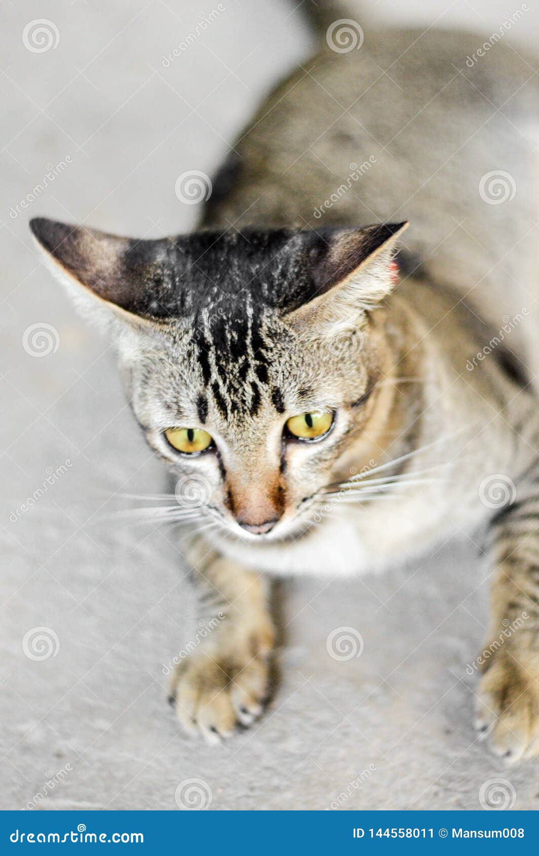Tabby cat on cement floor stock image. Image of eyes - 144558011