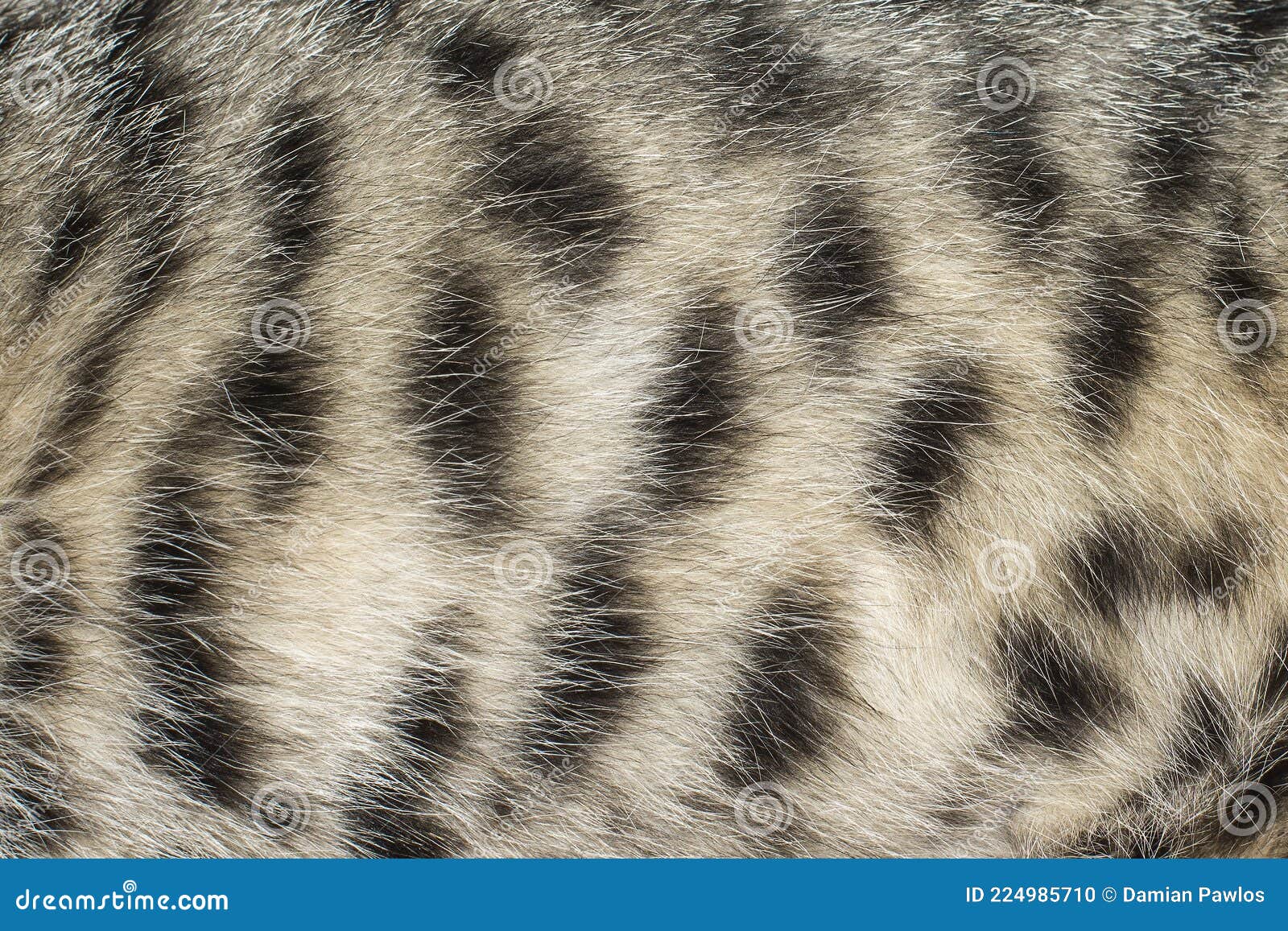 Tabby Cat Fur Texture Full Frame Background Stock Photo - Image of ...