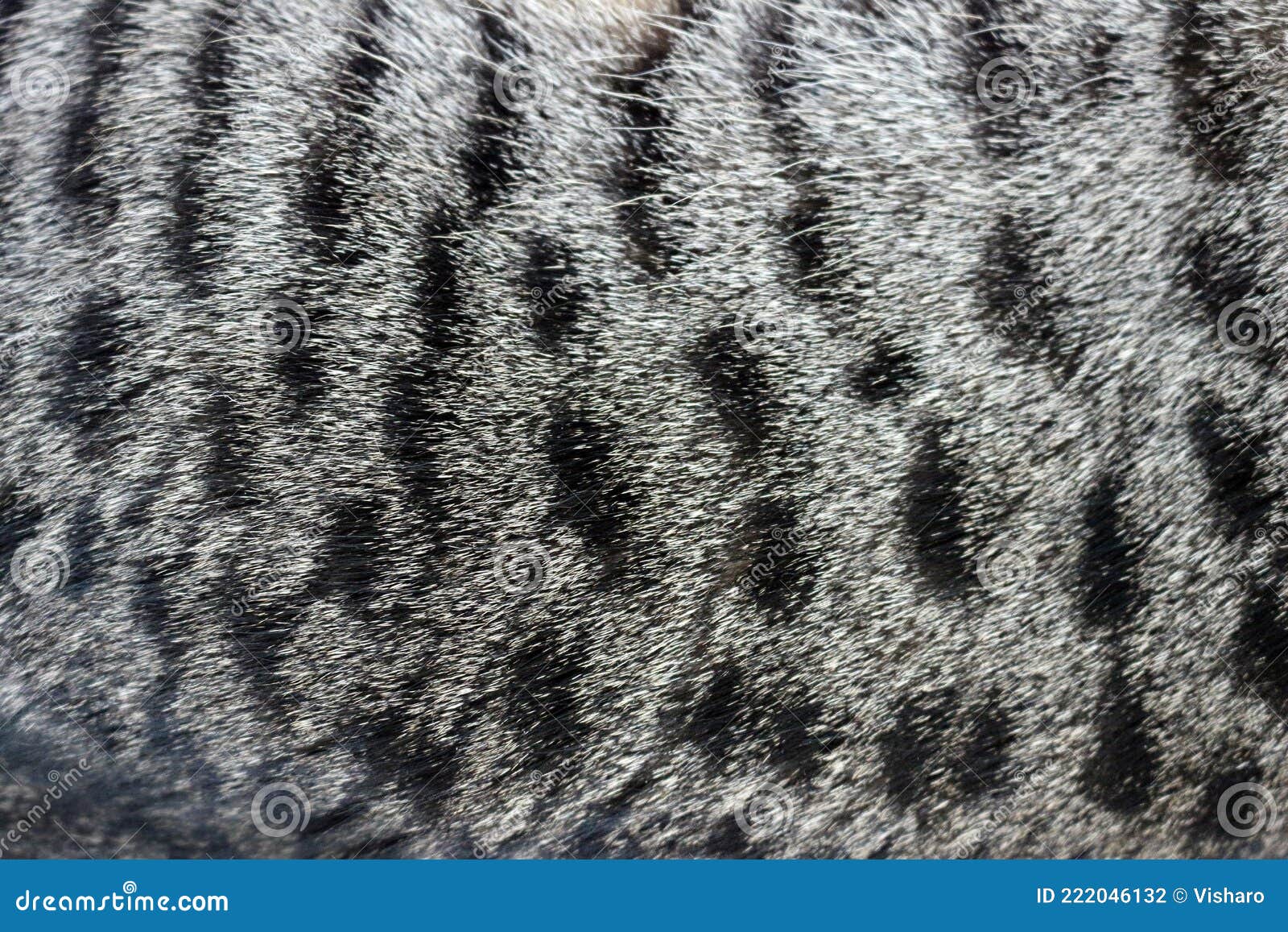 Tabby fur close up stock photo. Image of spots, mammal - 222046132