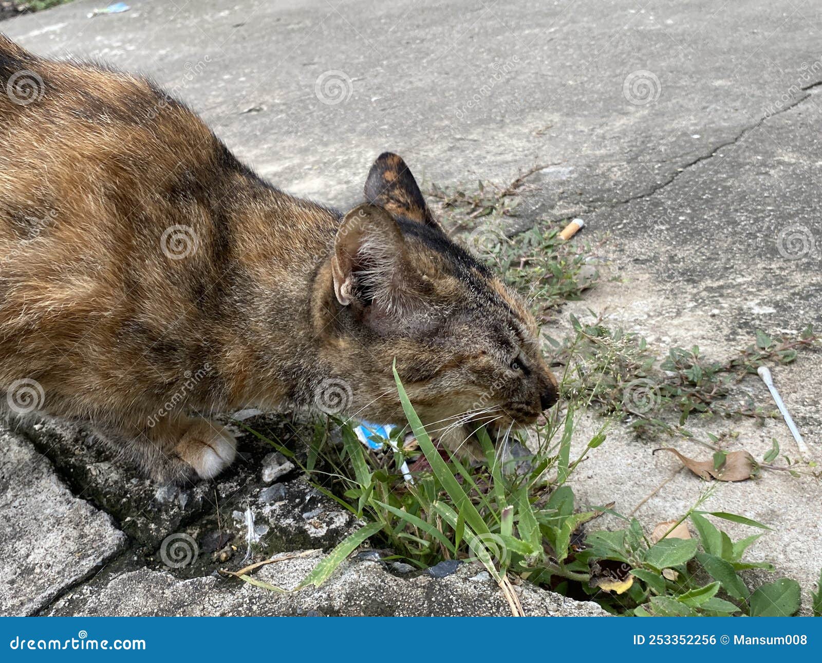 Tabby cat on the ground stock photo. Image of domestic - 253352256