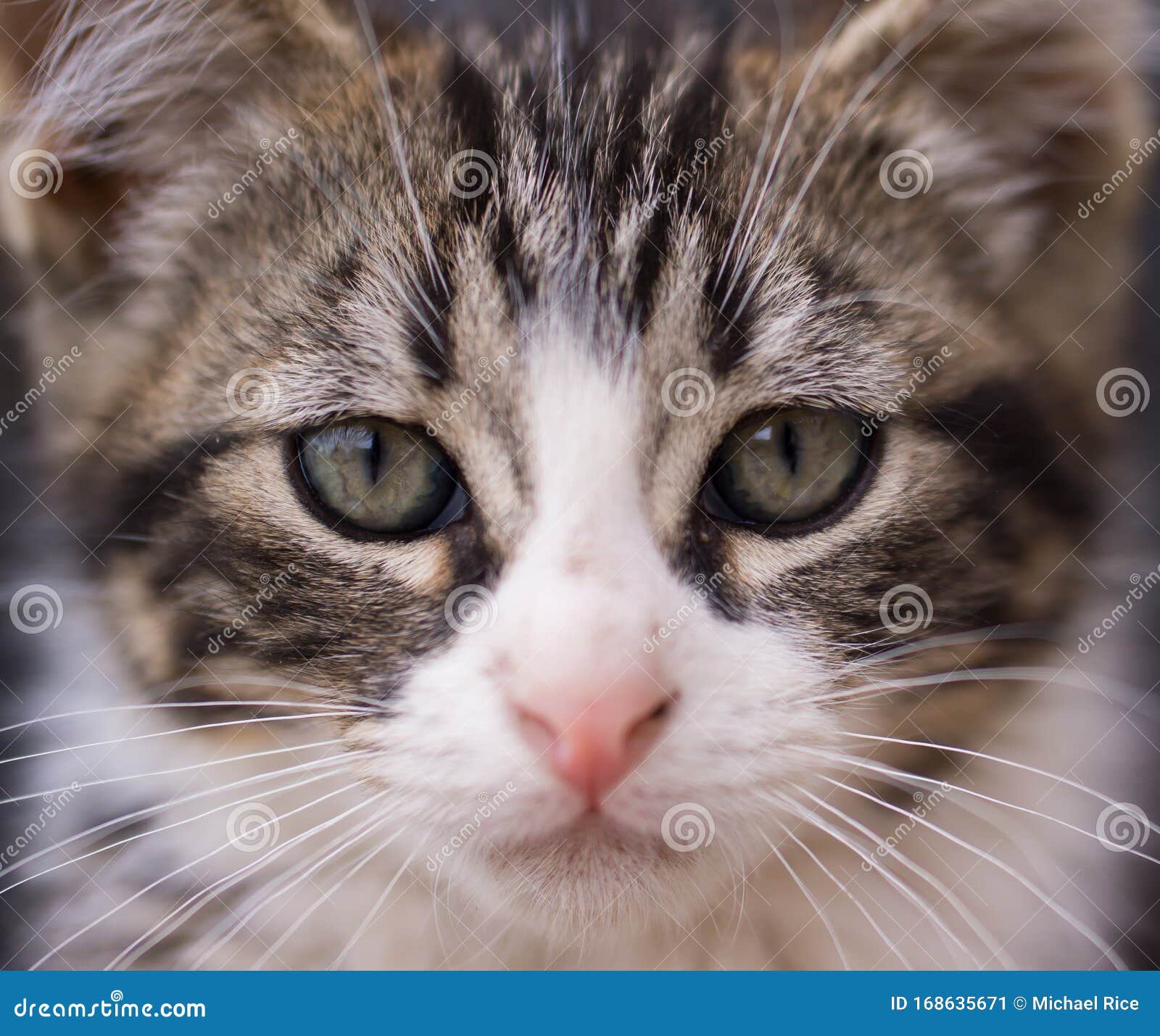 Tabby Cat with White Points Stock Image - Image of lying, city: 168635671