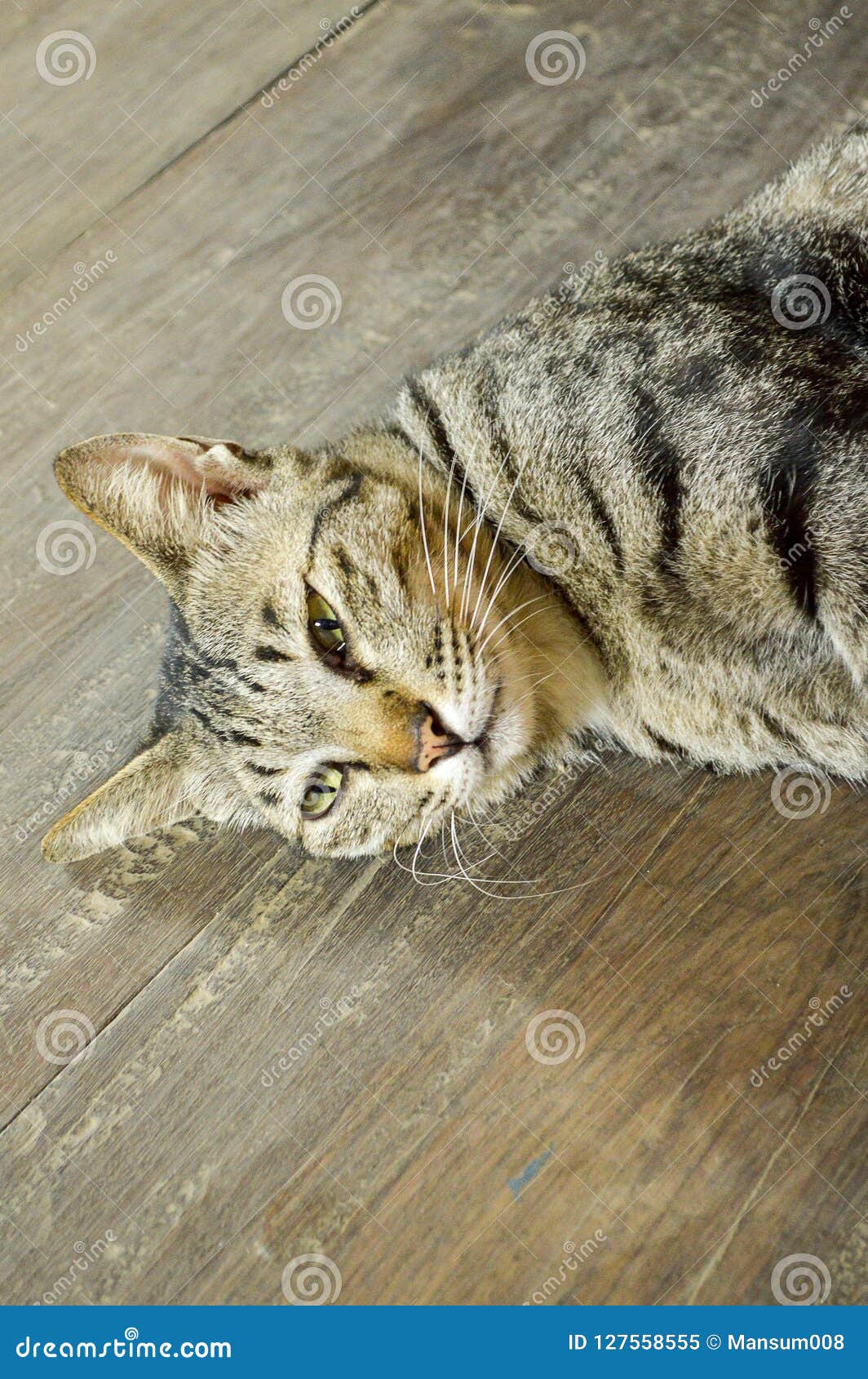 Tabby cat on plank floor stock image. Image of feline - 127558555