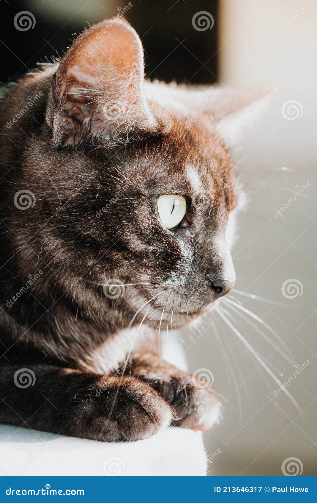 Close Up Of A Tabby Cat In The Sun Starring Out The Window. Royalty ...