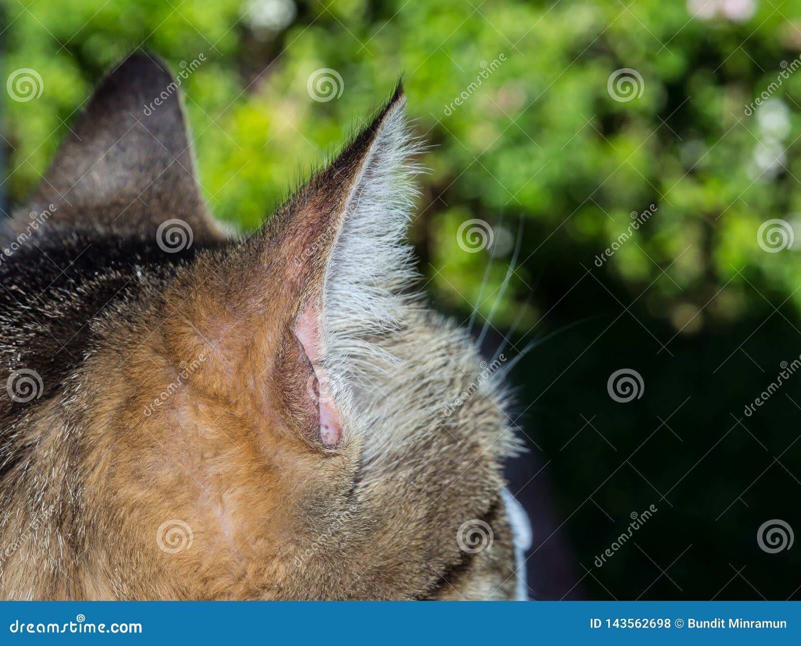 The Close Up Tabby Domestic Cat`s Ear. Stock Photo - Image of male ...