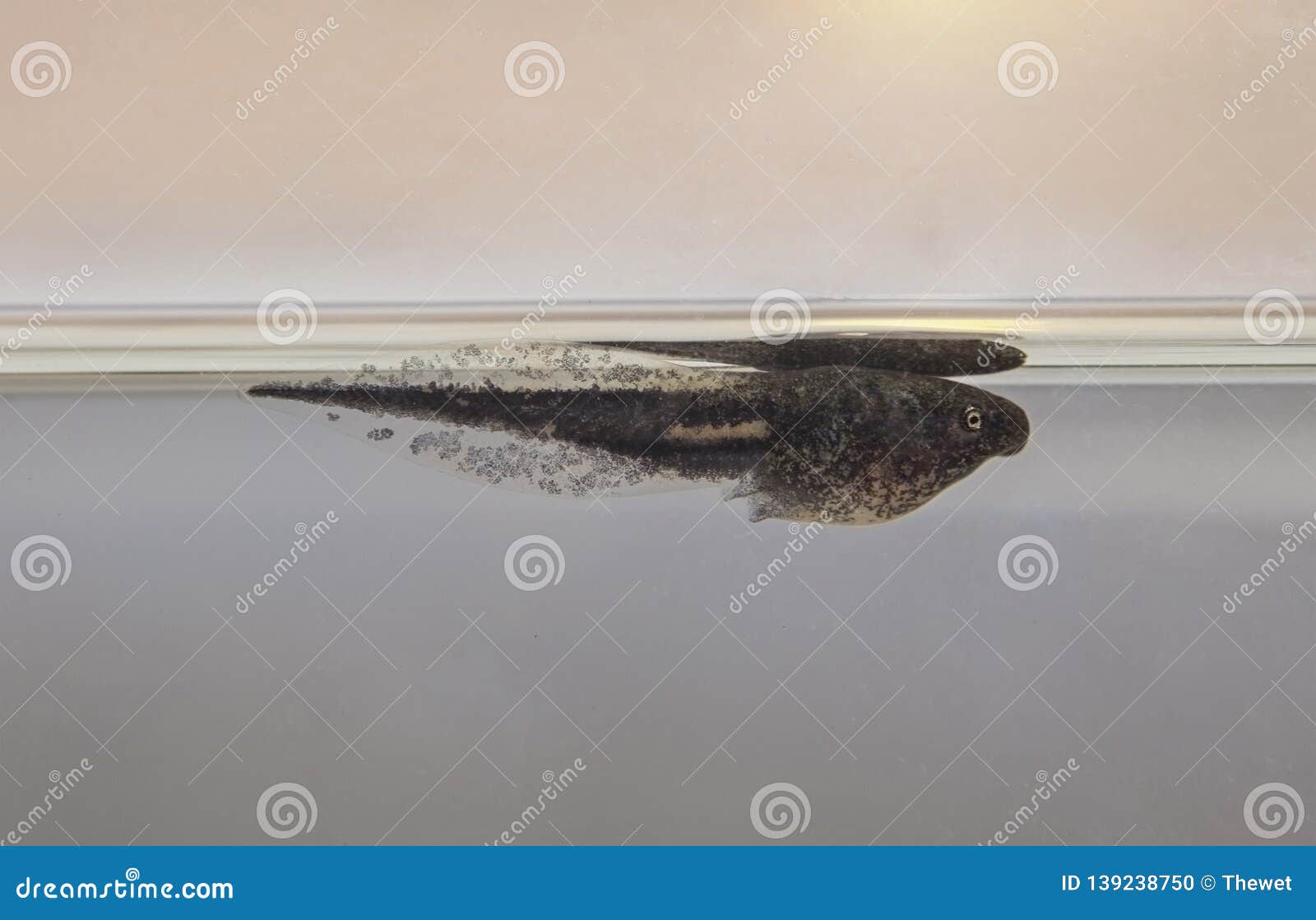 Tadpole swimming on water stock photo. Image of tadpole - 139238750
