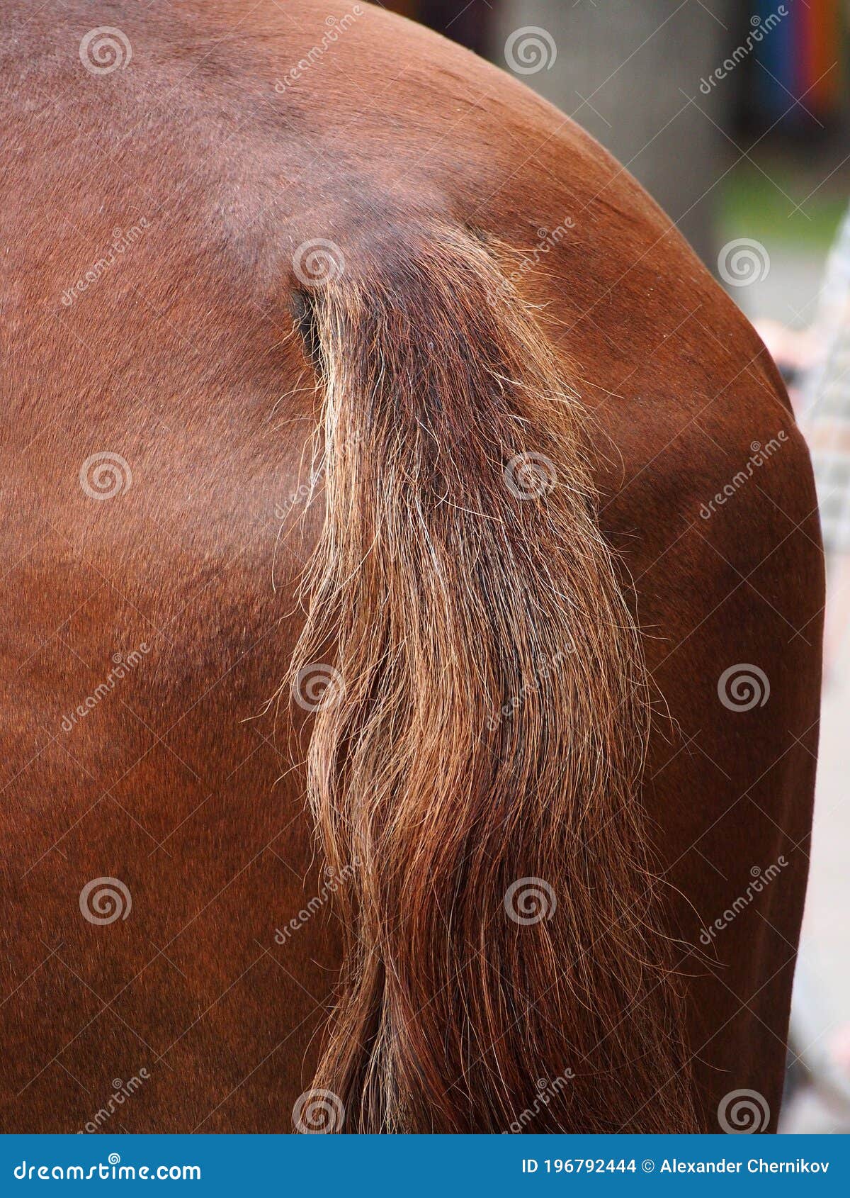 Close - Up of the Tail of a Stallion Horse. Stock Photo - Image of ...