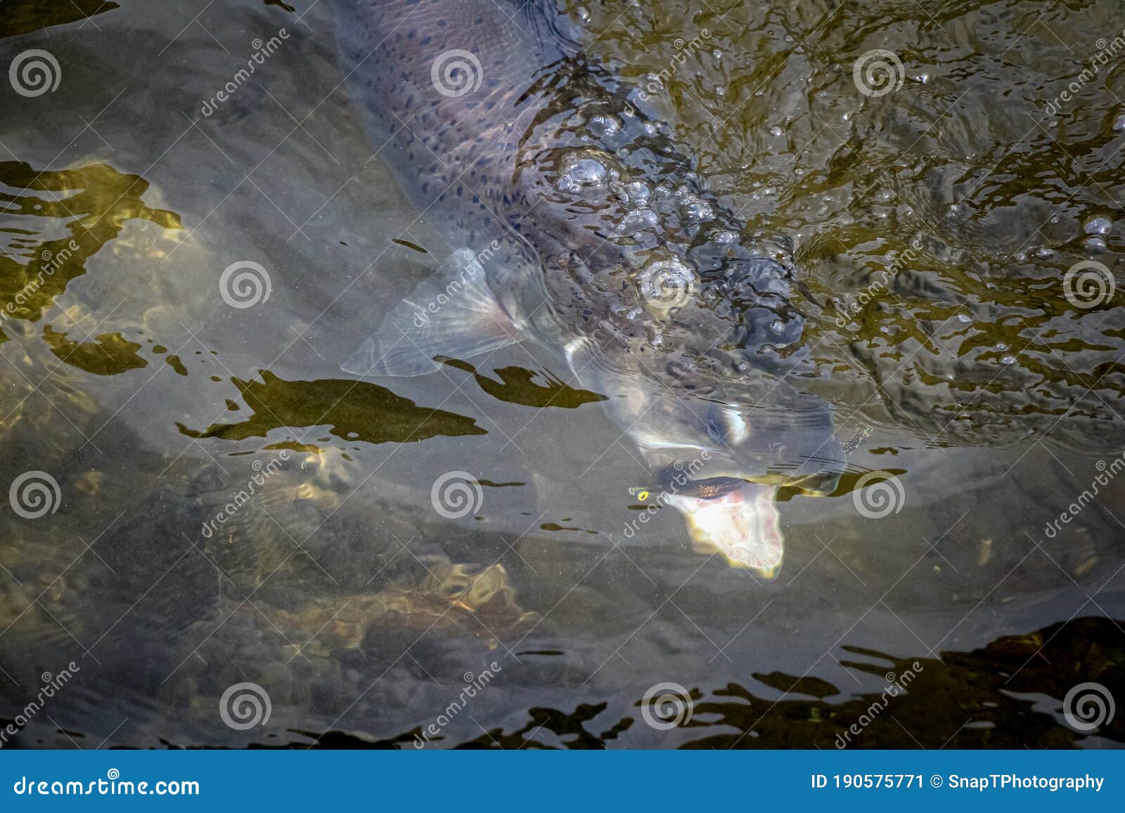 A Close Up of a Taimen Trout Fish Grabbing a Fly or Lure Stock Image ...