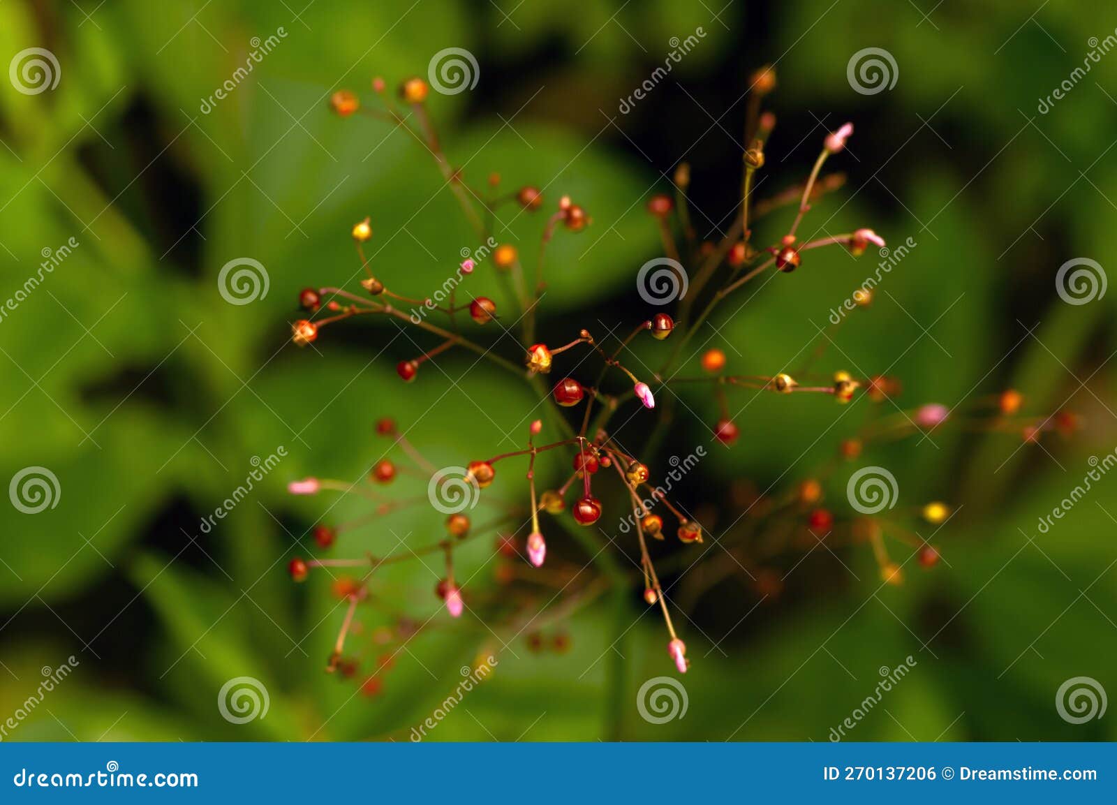 Close Up of Talinum Paniculatum Flower or Javanese Colesom Flower ...