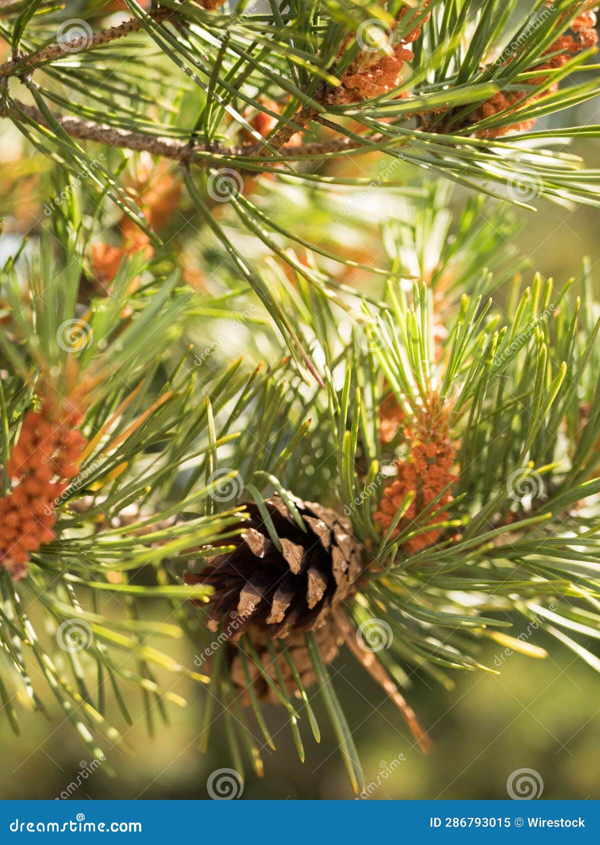 Close-up of a Tall Evergreen Tree with Lush Pine Needles Under a ...