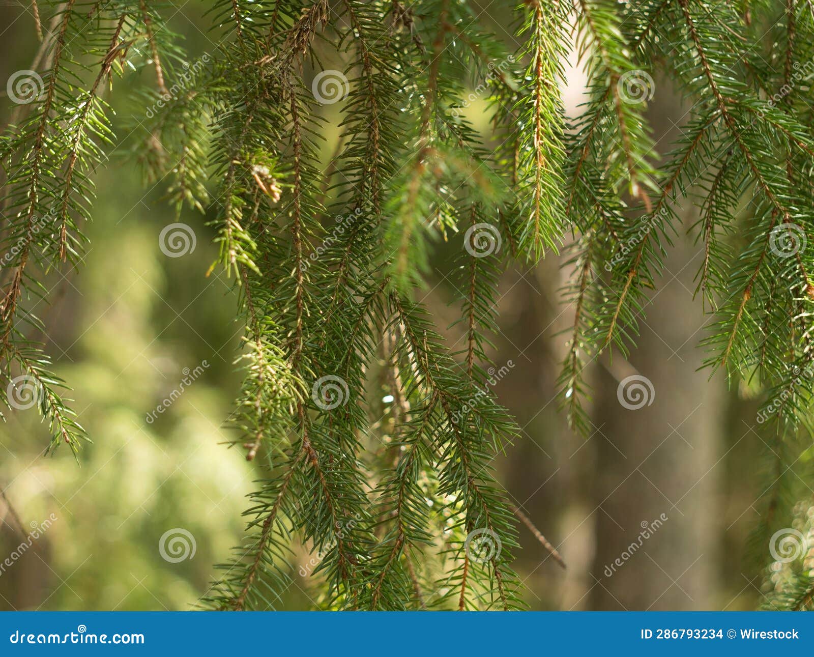 Close-up of a Tall Evergreen Tree with Lush Pine Needles Under a ...