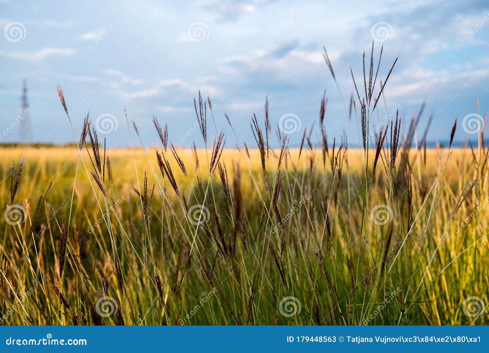Close Up of Tall Grass in Prairie Stock Image - Image of stalk, beard ...