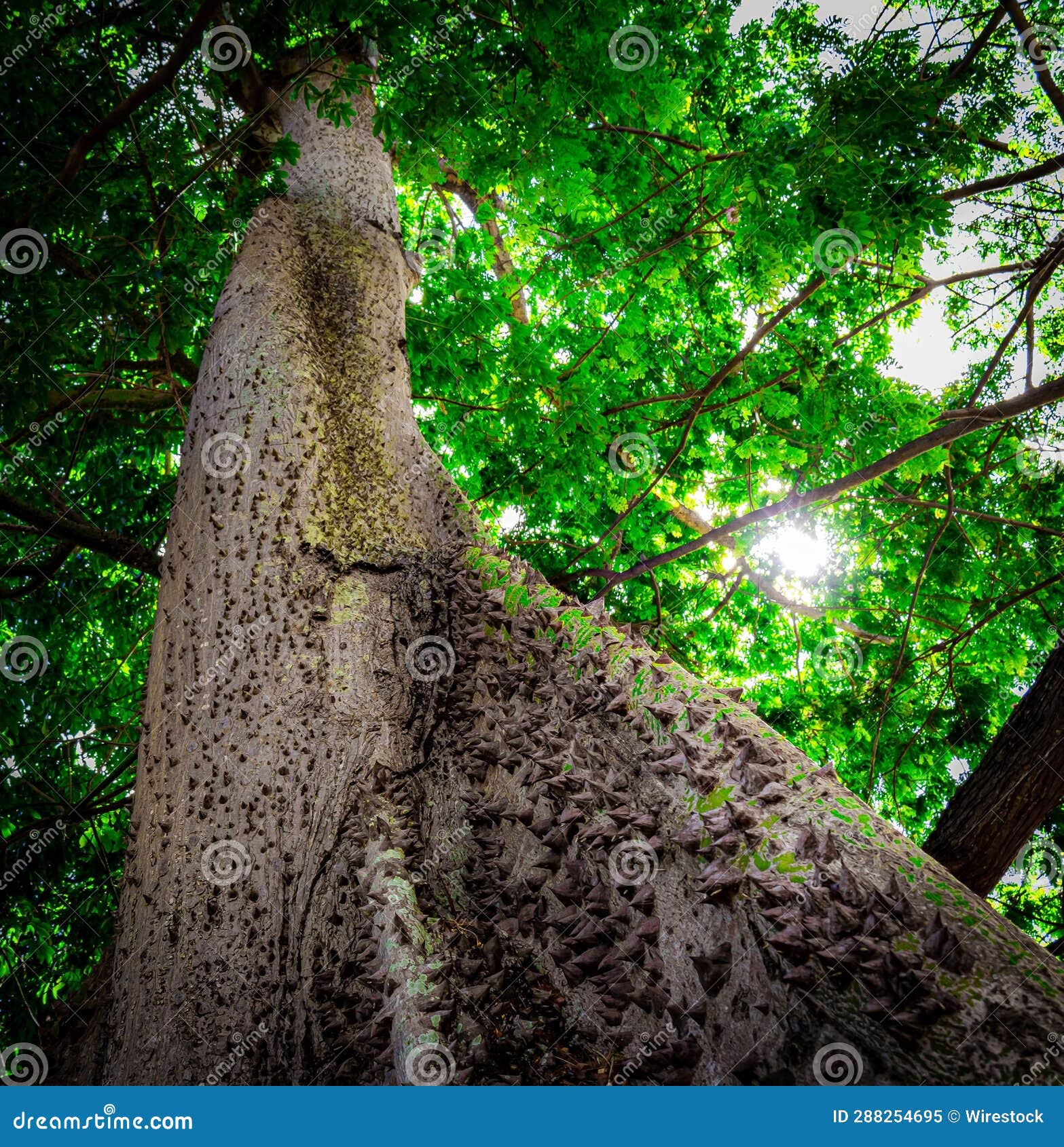 Close-up of a Tall Tree with Multiple Spiky Protrusions Along Its Bark ...