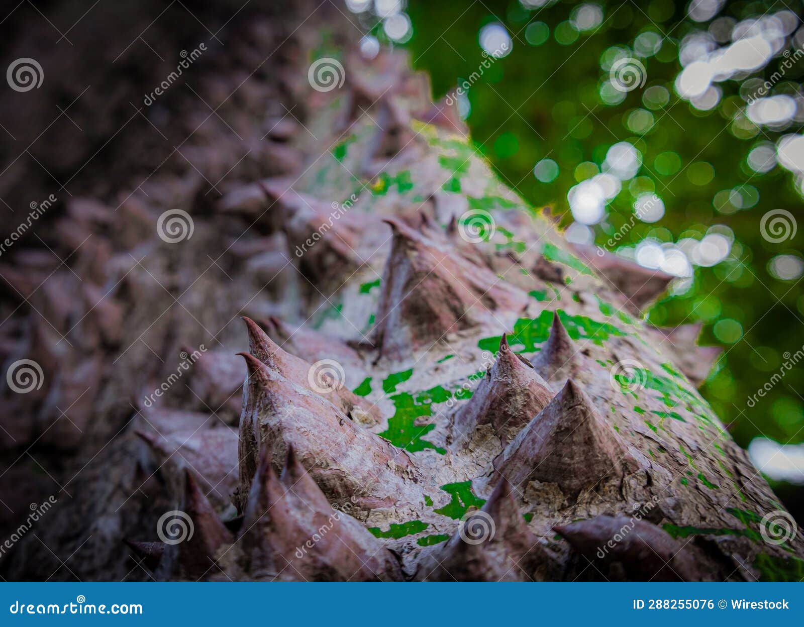 Close-up of a Tall Tree with Multiple Spiky Protrusions Along Its Bark ...