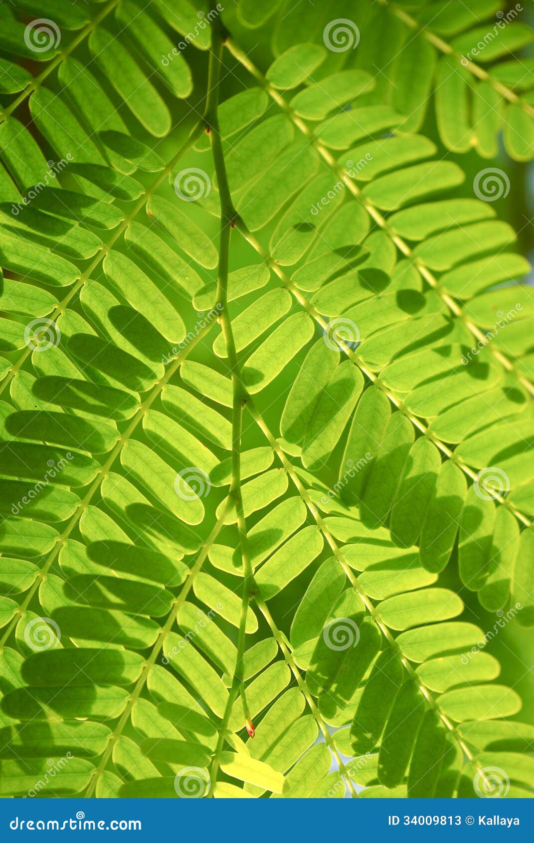 Close up of tamarind leaf stock image. Image of tamarind - 34009813