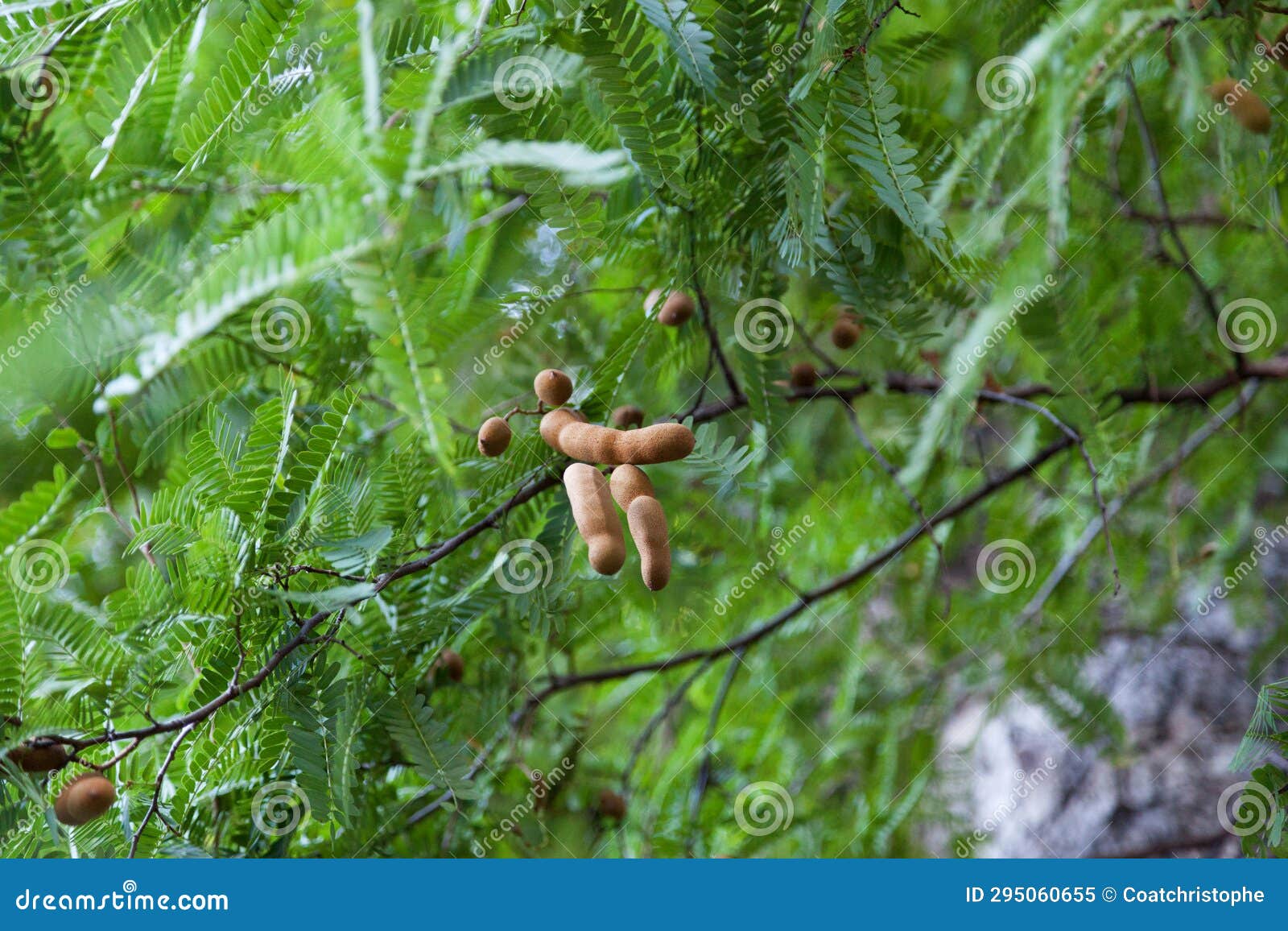 Close-up on tamarind pods stock image. Image of backgrounds - 295060655