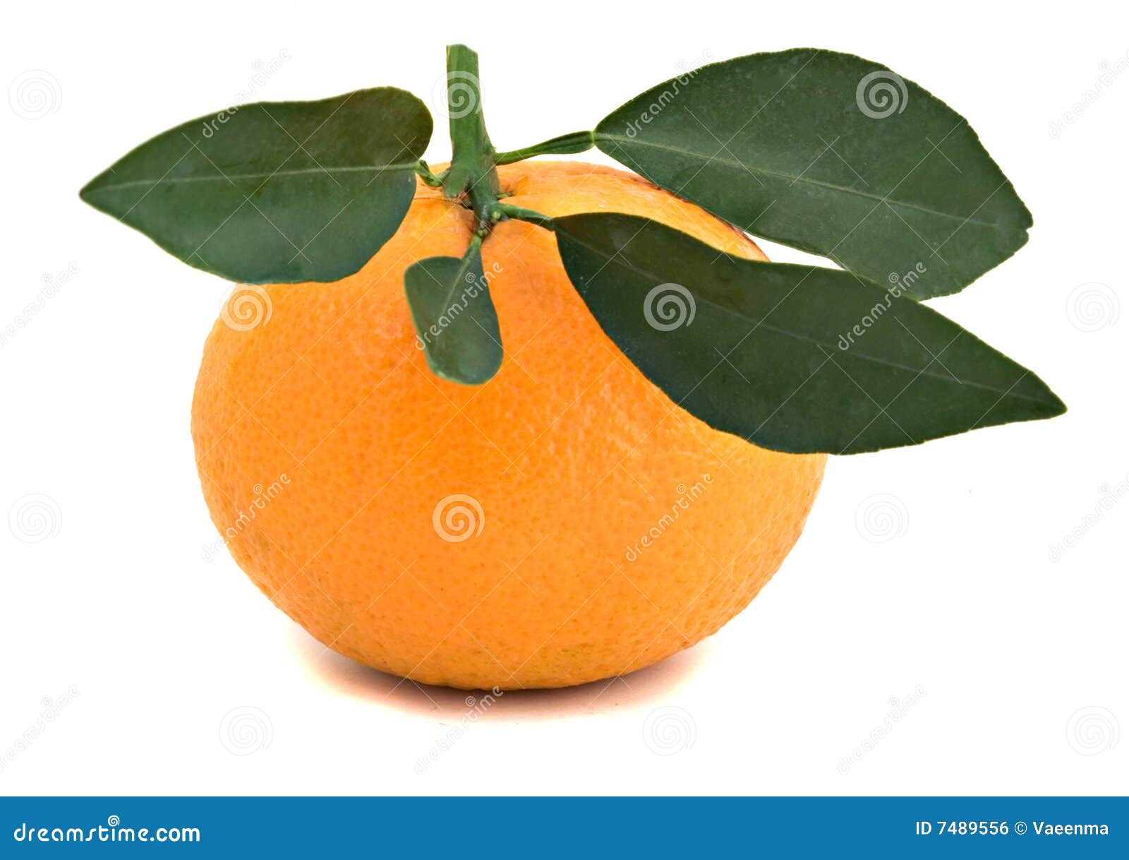 Close up of tangerine stock photo. Image of leaf, flavor - 7489556