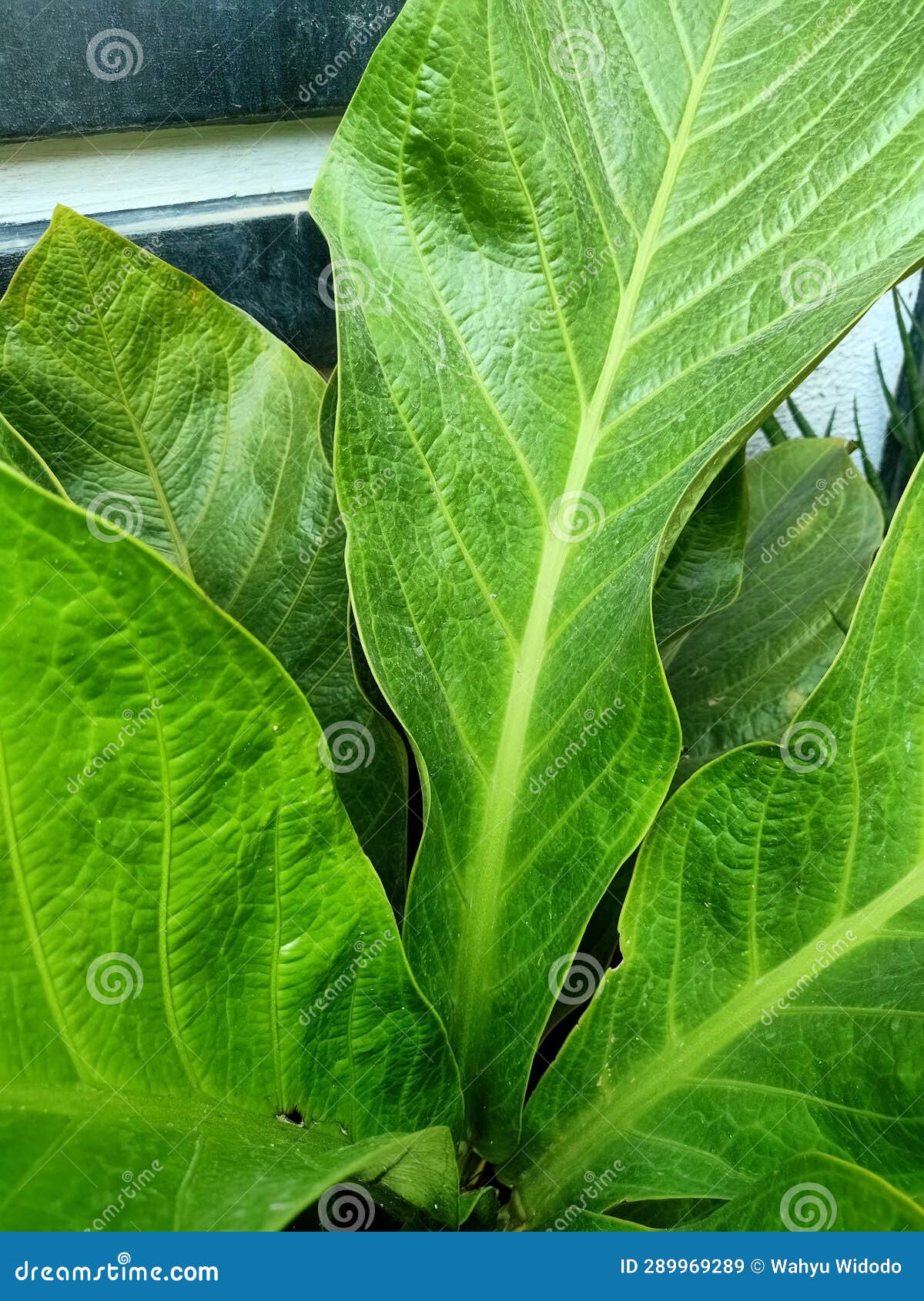 Tannia Plant Stock Photos - Free & Royalty-Free Stock Photos from ...