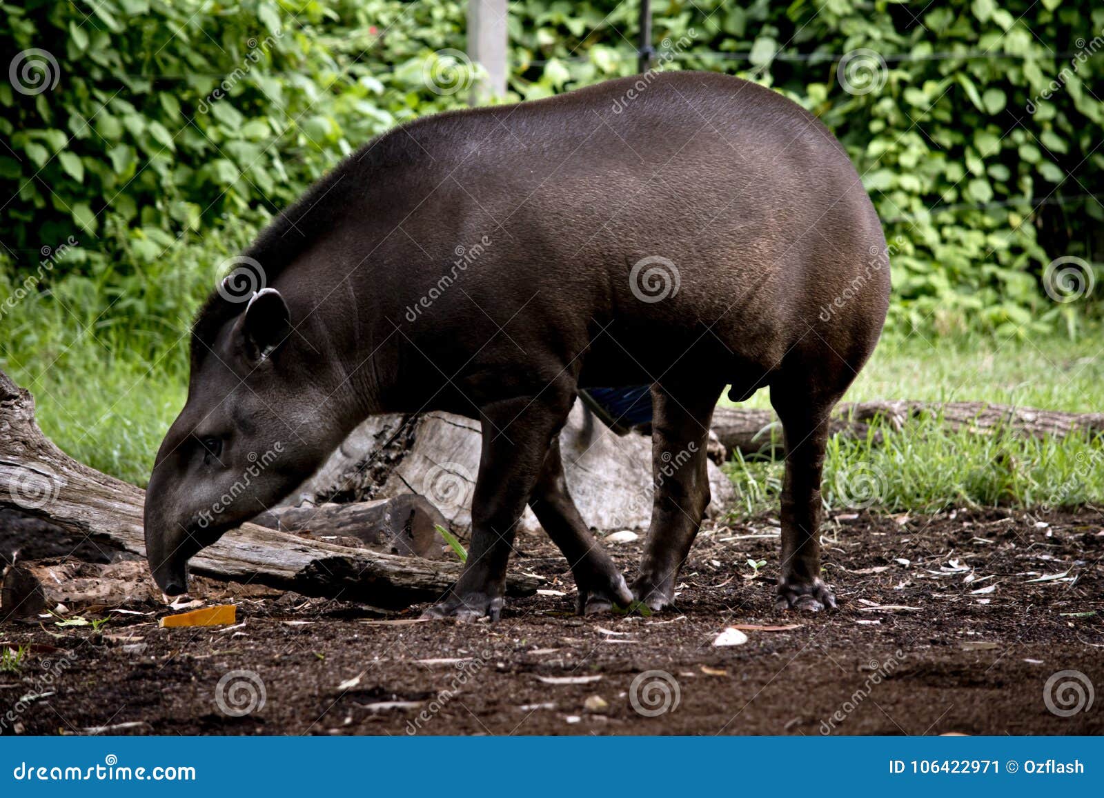 Tapir side view stock image. Image of short, animal - 106422971