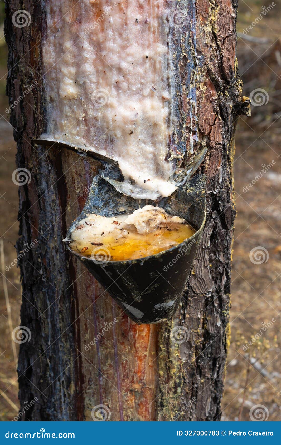 A Close-up of a Tapped Pine Tree with Visible Resin and a Collection ...