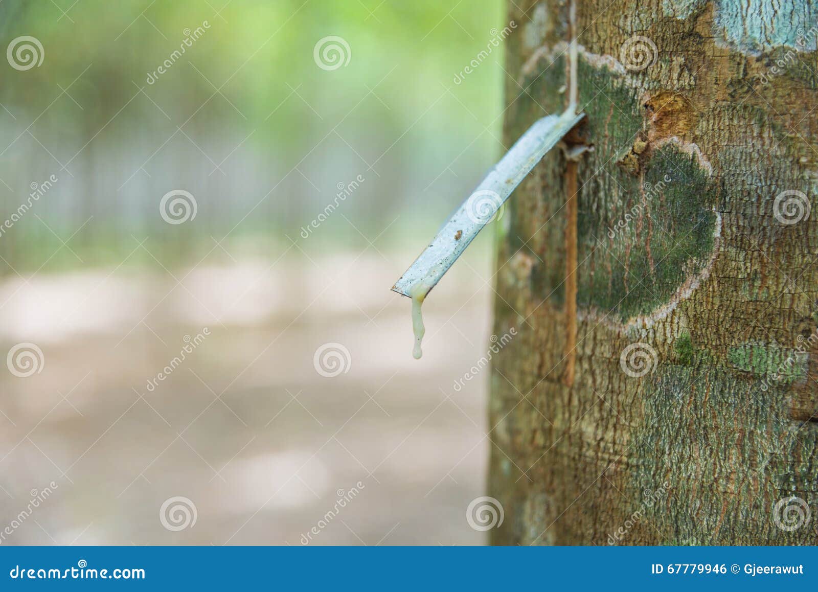 Close Up of Tapping Sap from Latex Rubber Tree with Selective Focus ...