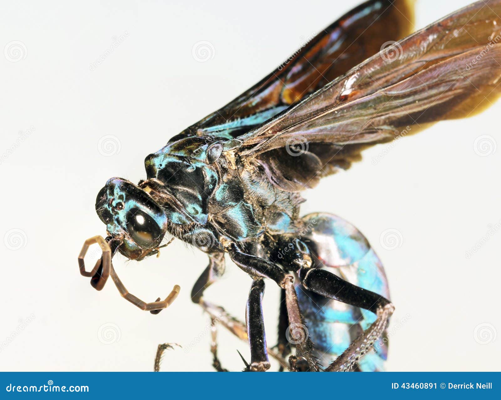 A Close Up of a Tarantula Hawk Wasp Stock Image - Image of wings, blue ...