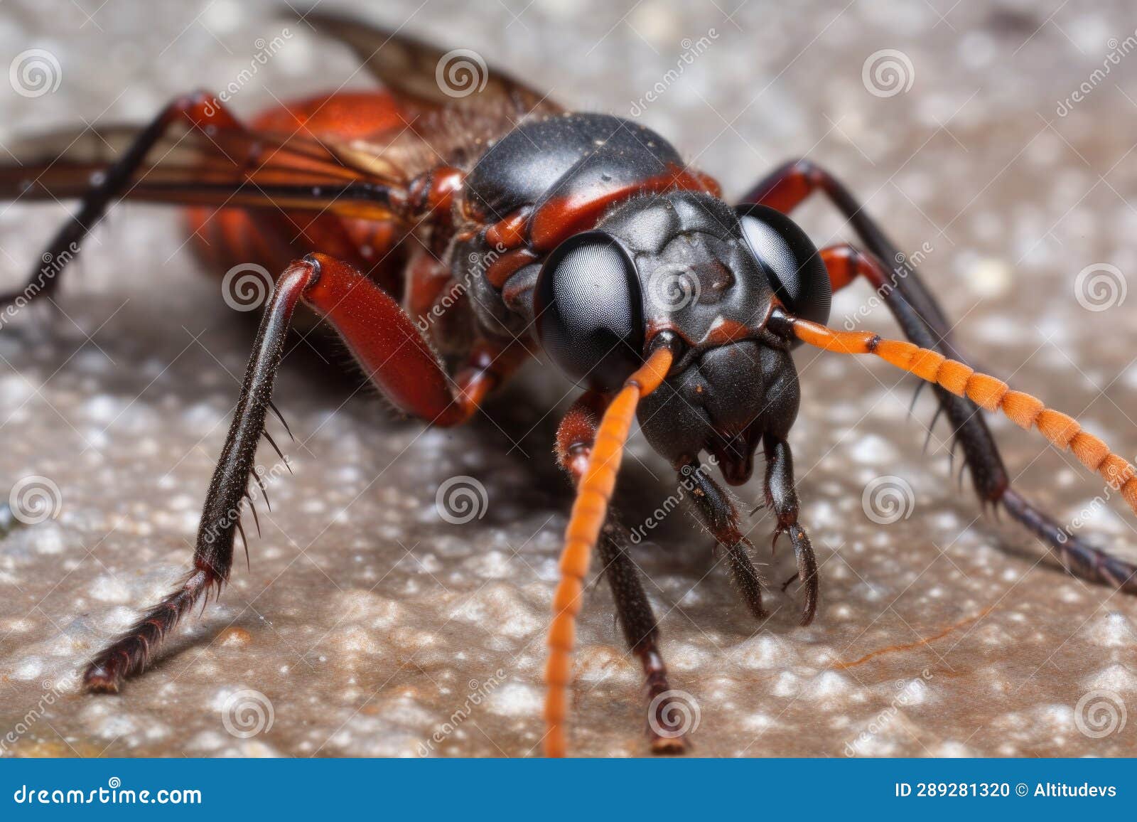 Close-up of Tarantula Hawk Wasps Stinger and Abdomen Stock Photo ...