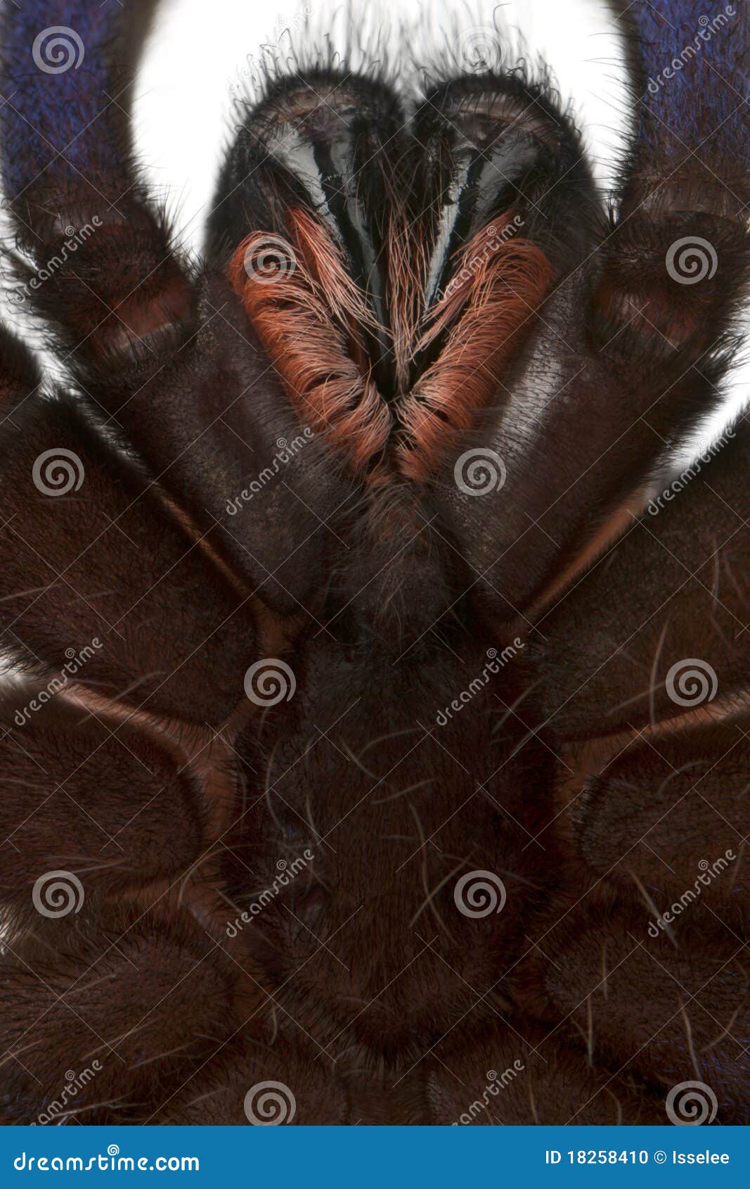Close-up of Tarantula Spider Stock Photo - Image of arachnid, angle ...
