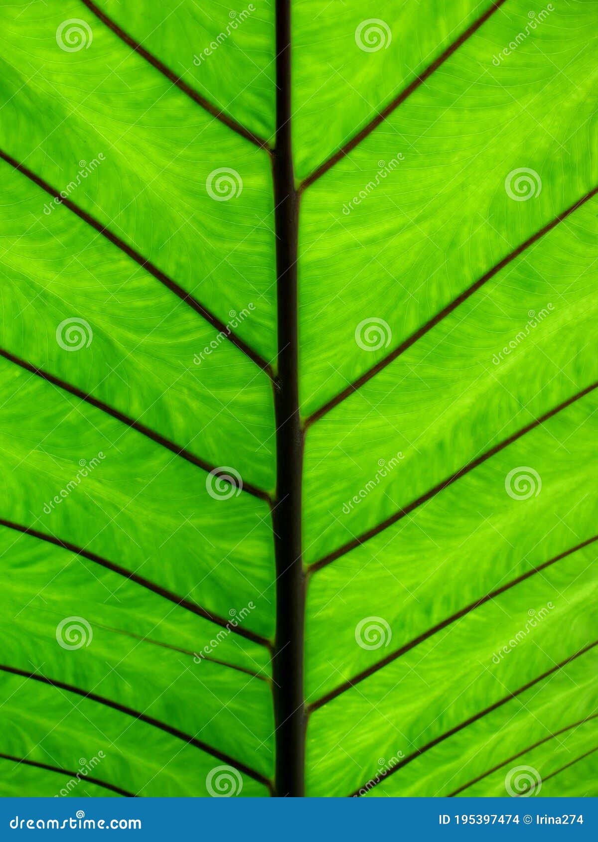 Close-up of Taro Leaf Back Side. Stock Photo - Image of environment ...