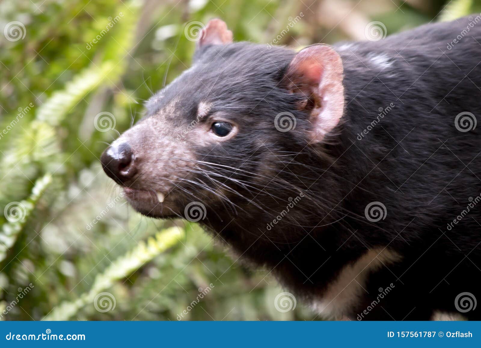 This is a Close Up of a Tasmanian Devil Stock Image - Image of ...