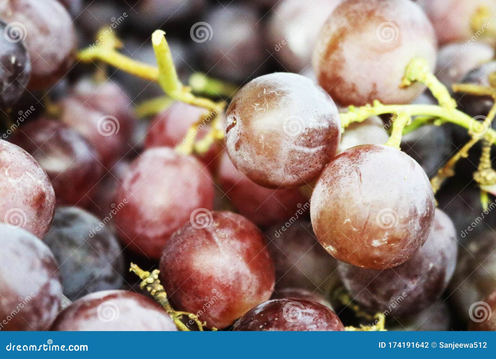 Close Up Tasty Fruit Grapes/grape Stock Photo - Image of grapesgrape ...