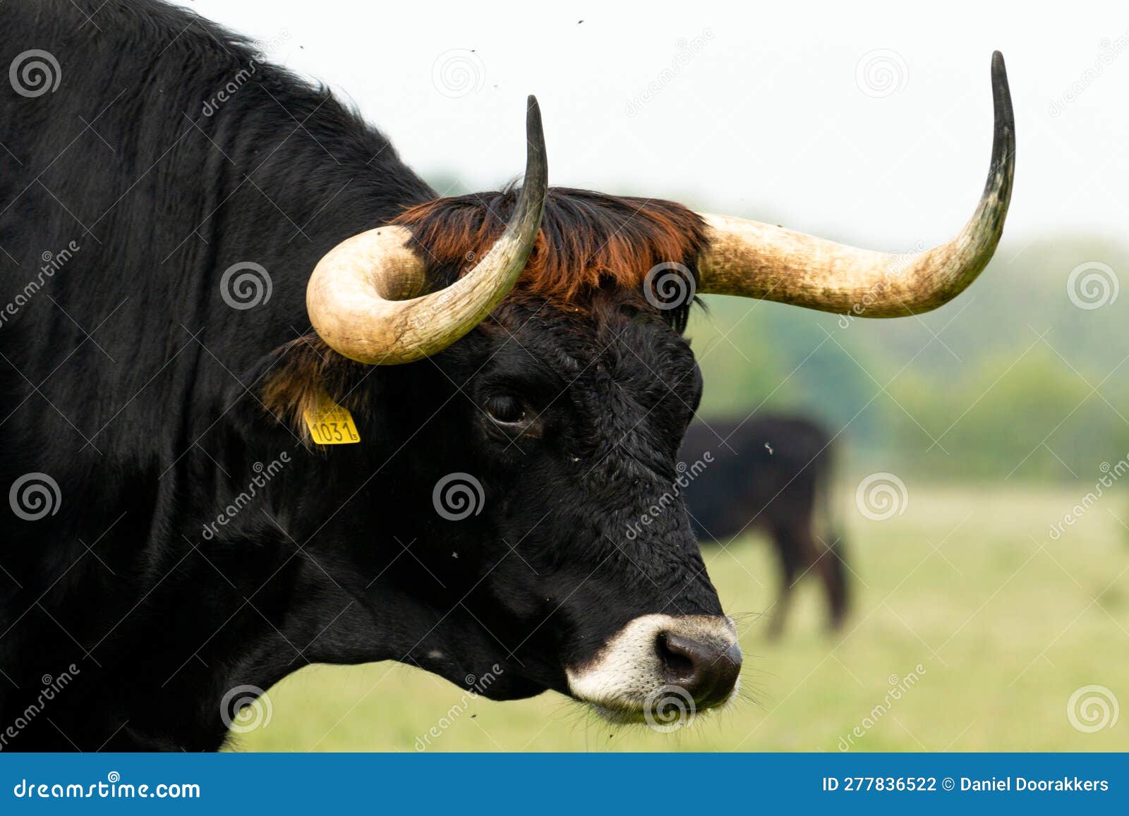 Close Up of a Tauros Bull Looking into the Camera Stock Photo - Image ...
