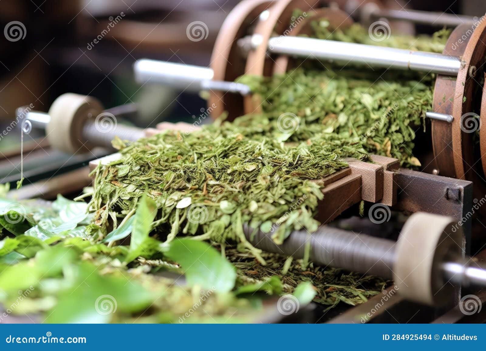 Close-up of Tea Leaves Being Rolled in Machinery Stock Illustration ...