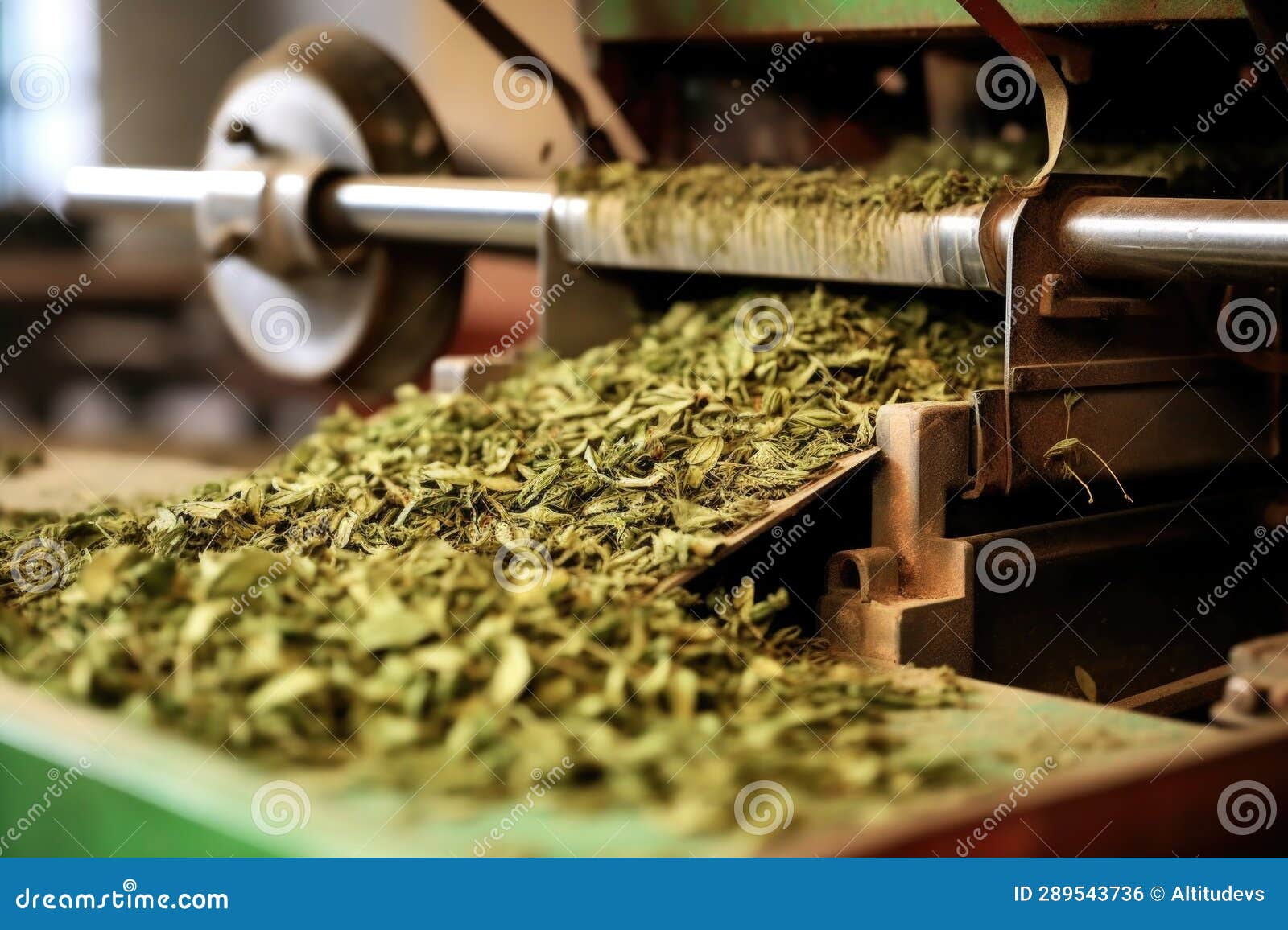 Close-up of Tea Leaves Being Rolled in Machinery Stock Photo - Image of ...