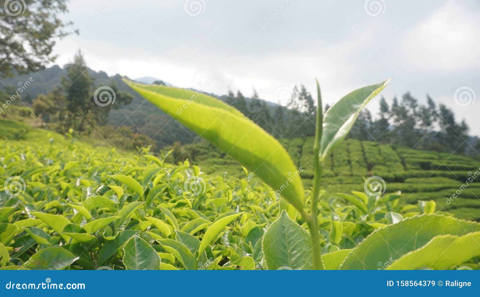 Close Up Tea Leaves Nature Landscape in West Java Indonesia 0988 Stock ...