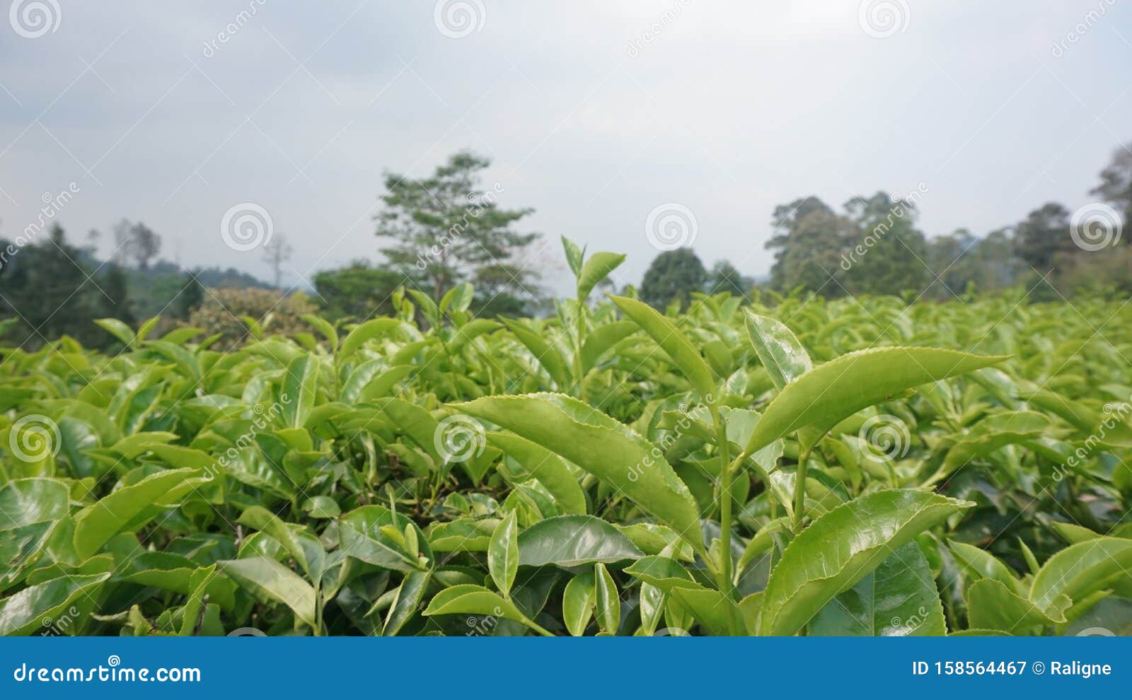 Close Up Tea Leaves Nature Landscape in West Java Indonesia 1790 Stock ...