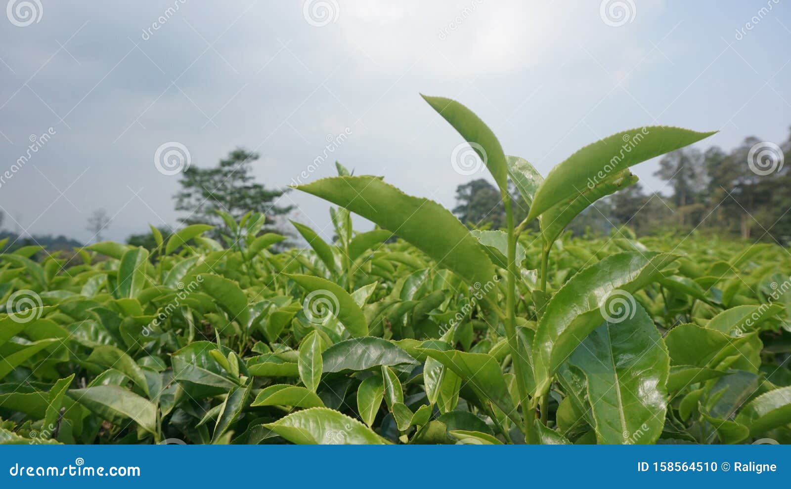Close Up Tea Leaves Nature Landscape in West Java Indonesia 1790 Stock ...