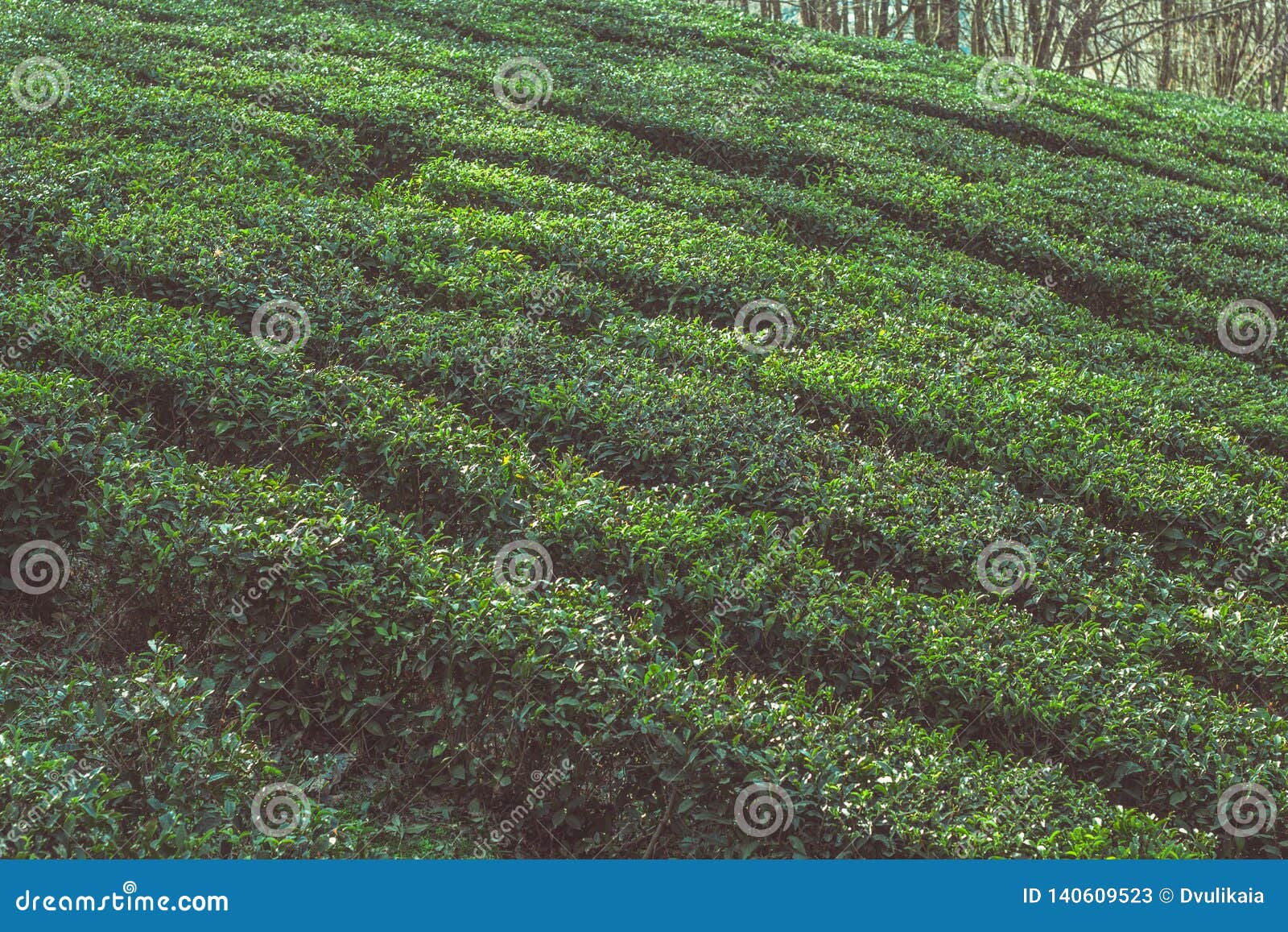 Tea Plant Bushes Rows on a Tea Plantation Stock Image - Image of ...