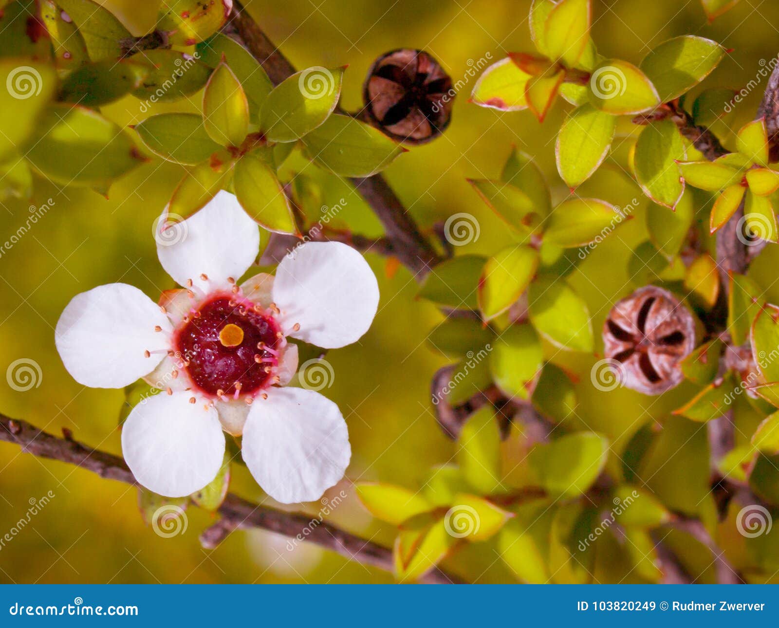Manuka flower close up stock image. Image of flora, shrub - 103820249