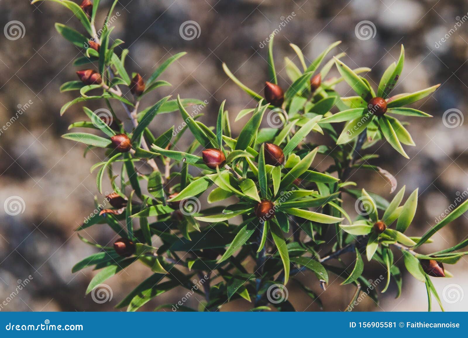 Close-up of Tea Tree Plant with Tiny Red Blossoms Stock Image - Image ...