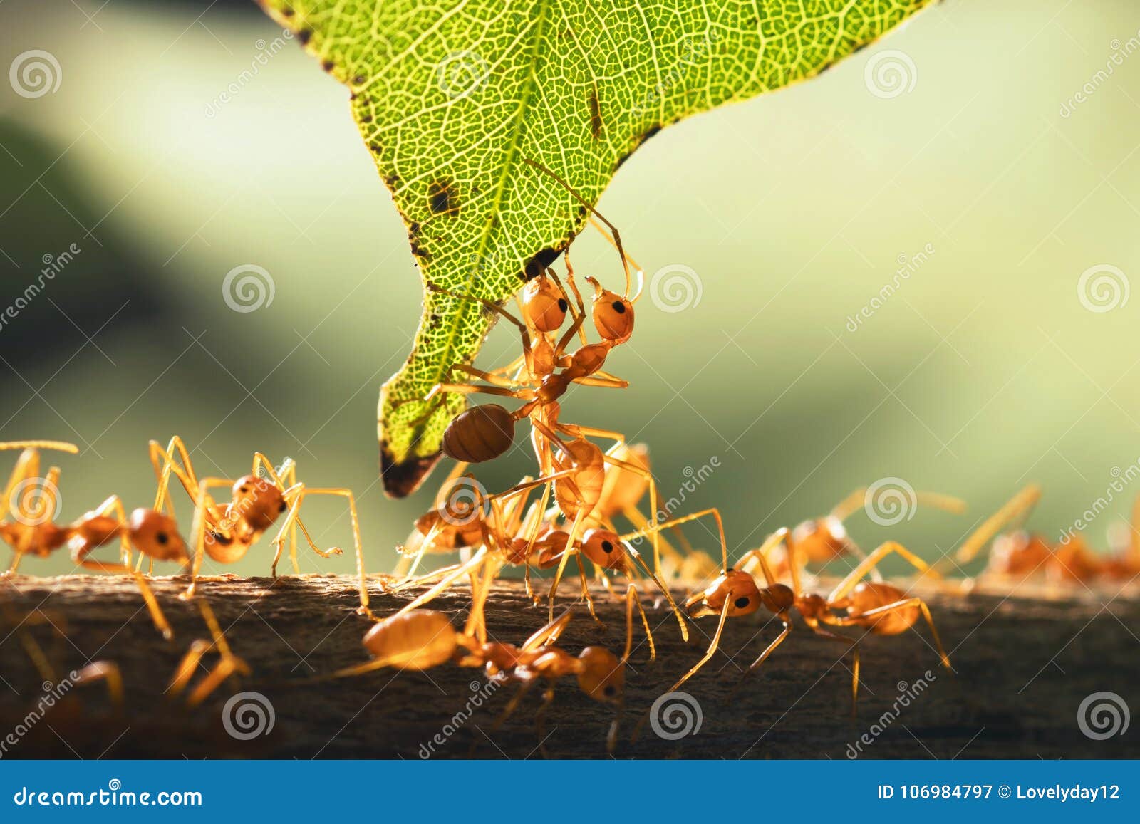 Close Up Teamwork Red Ant Standing with Leaf Stock Image - Image of ...