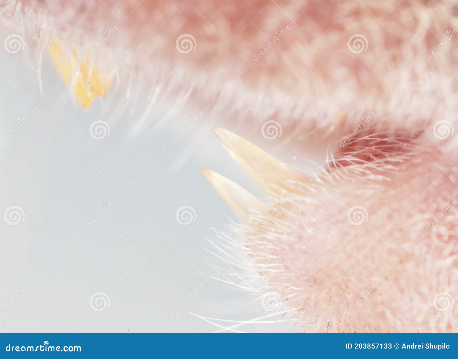 Close Up of the Teeth of a Mouse Stock Image - Image of animal, white ...