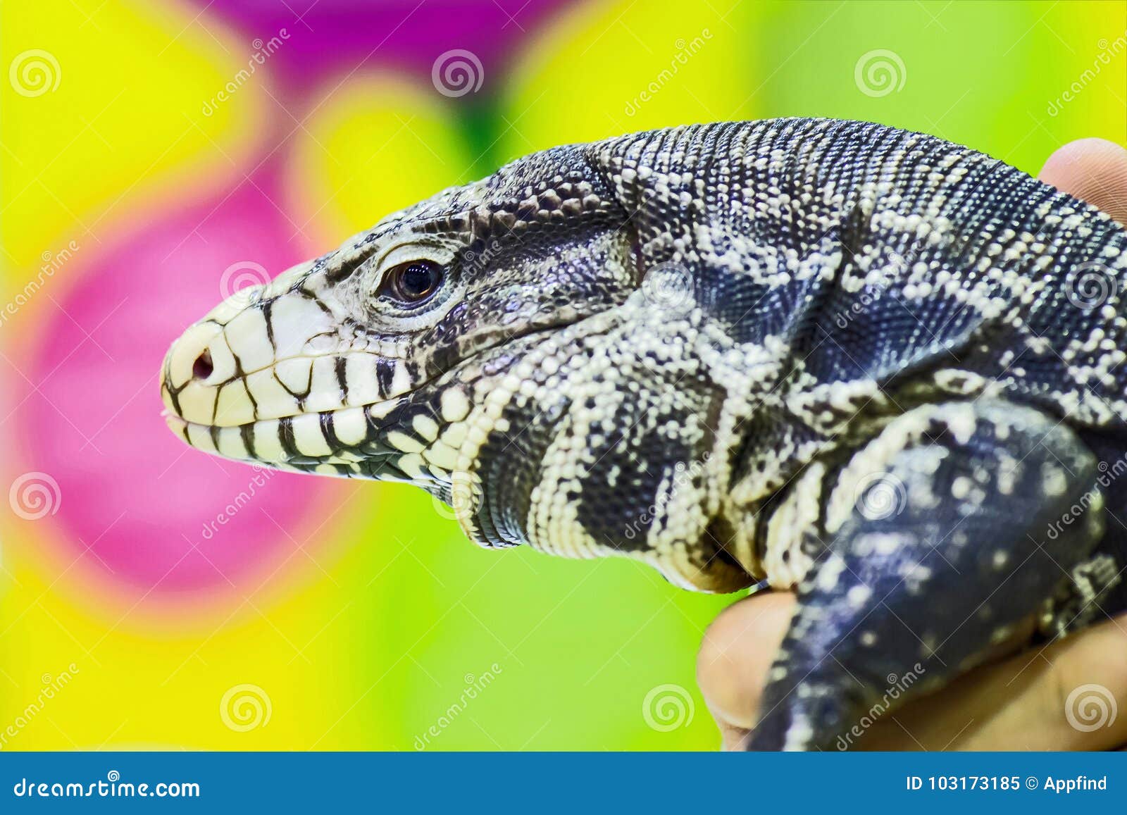 Close up tegu stock image. Image of teeth, reptilian - 103173185