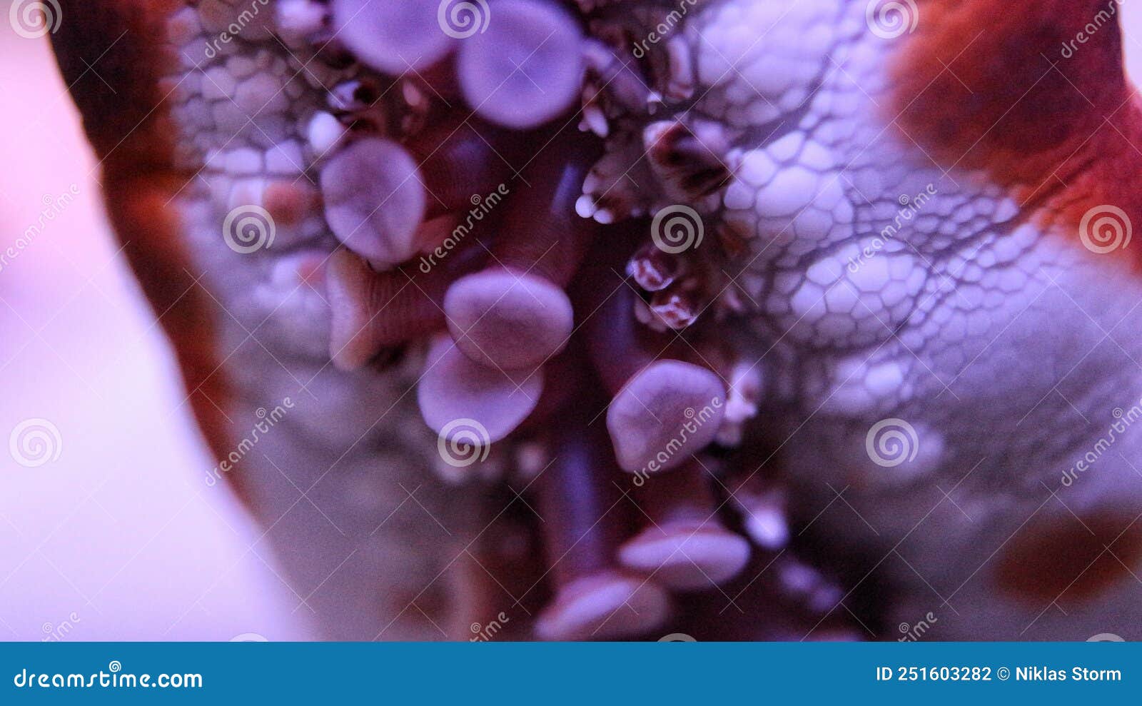 Close-up of Tentacles on Octopus Stock Photo - Image of food, lavender ...